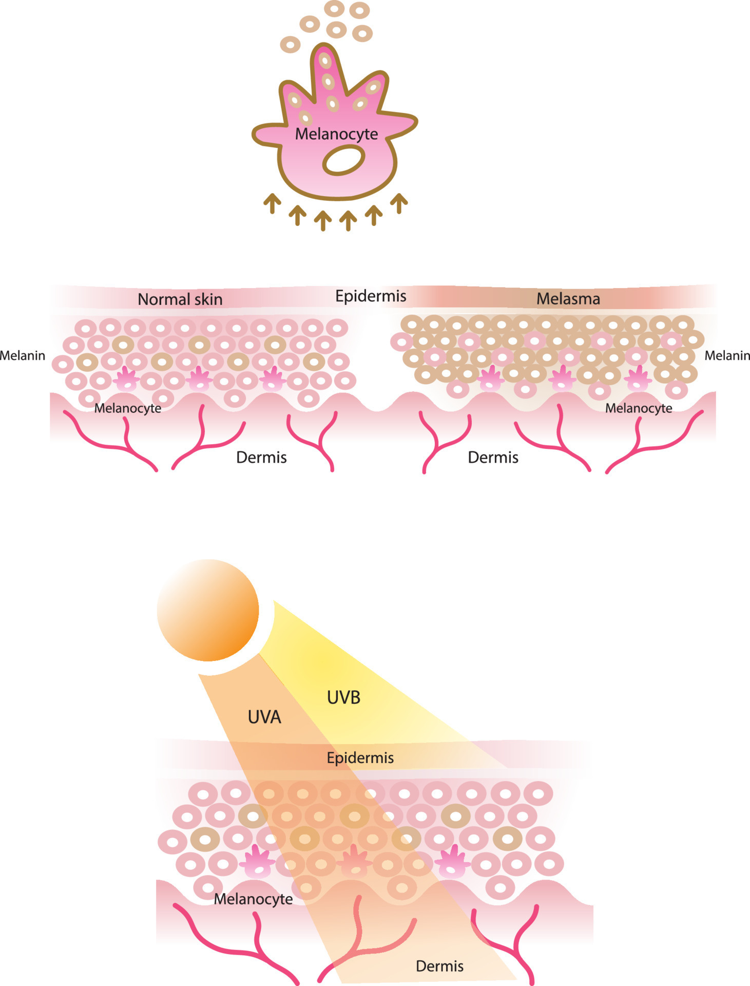 Melanocyte, melanin, melanogenesis vector and normal skin layer ... Melanocyte, melanin, melanogenesis vector and normal skin layer ...