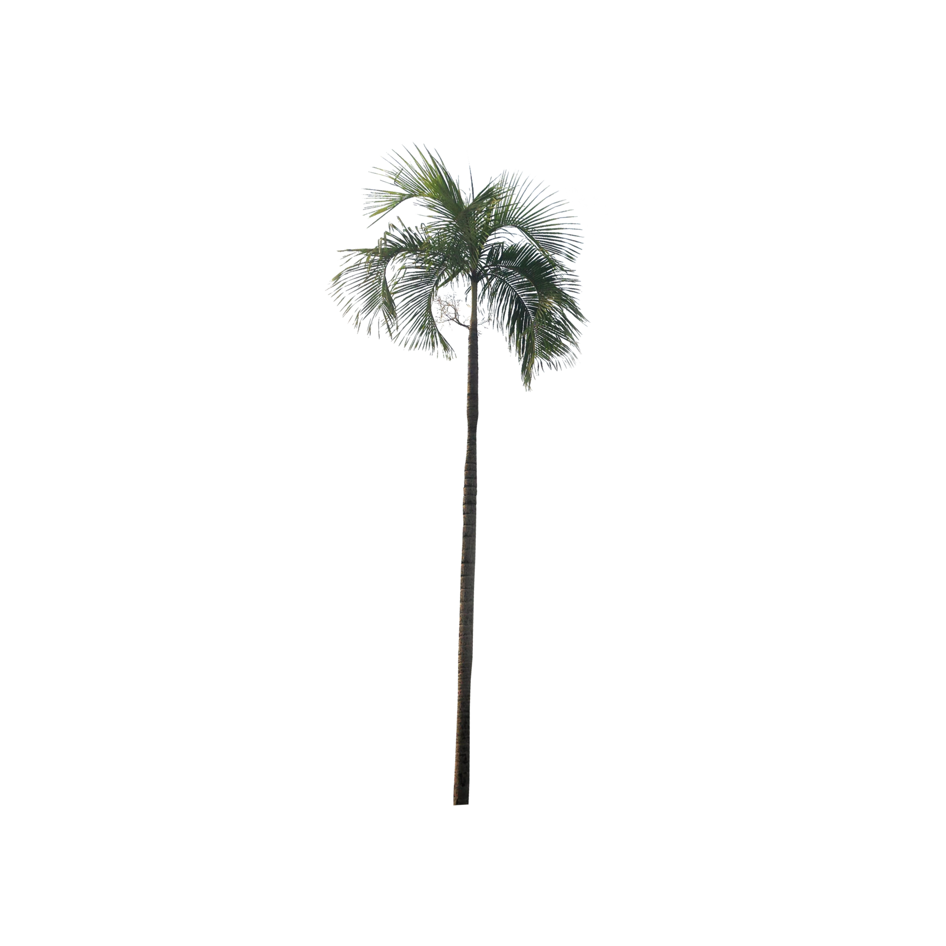 Download Free Png Palm Tree Png Images Transparent Palm Png Download Free Png Palm Tree Png Images Transparent Palm Png