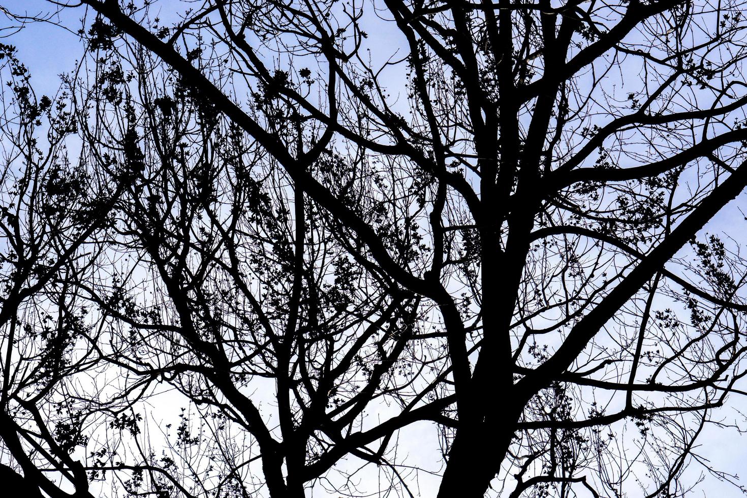 Closeup and crop silhouette of trees in winter on blue sky background ... Closeup and crop silhouette of trees in winter on blue sky background ...