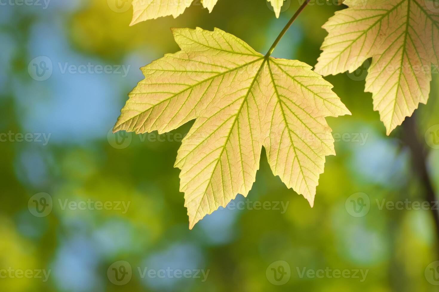 Green spring leaf of maple tree and beautiful bokeh background ...
