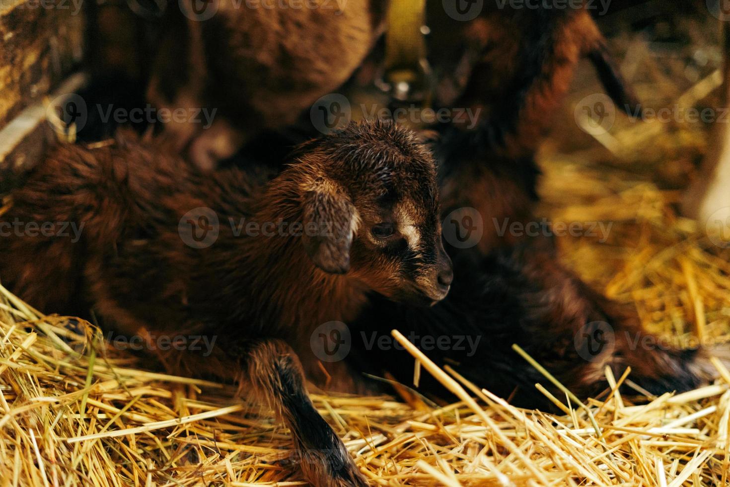 Newborn brown baby goat, goat kid, with siblings and mother goat 10 ... Newborn brown baby goat, goat kid, with siblings and mother goat 10 ...