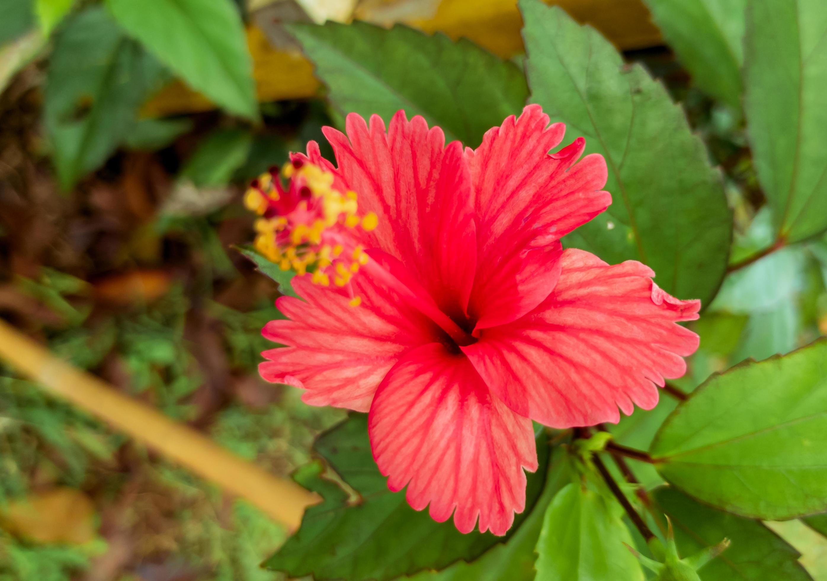 close red color hibiscus flower, hibiscus flower wallpaper 21139812 ... close red color hibiscus flower, hibiscus flower wallpaper 21139812 ...