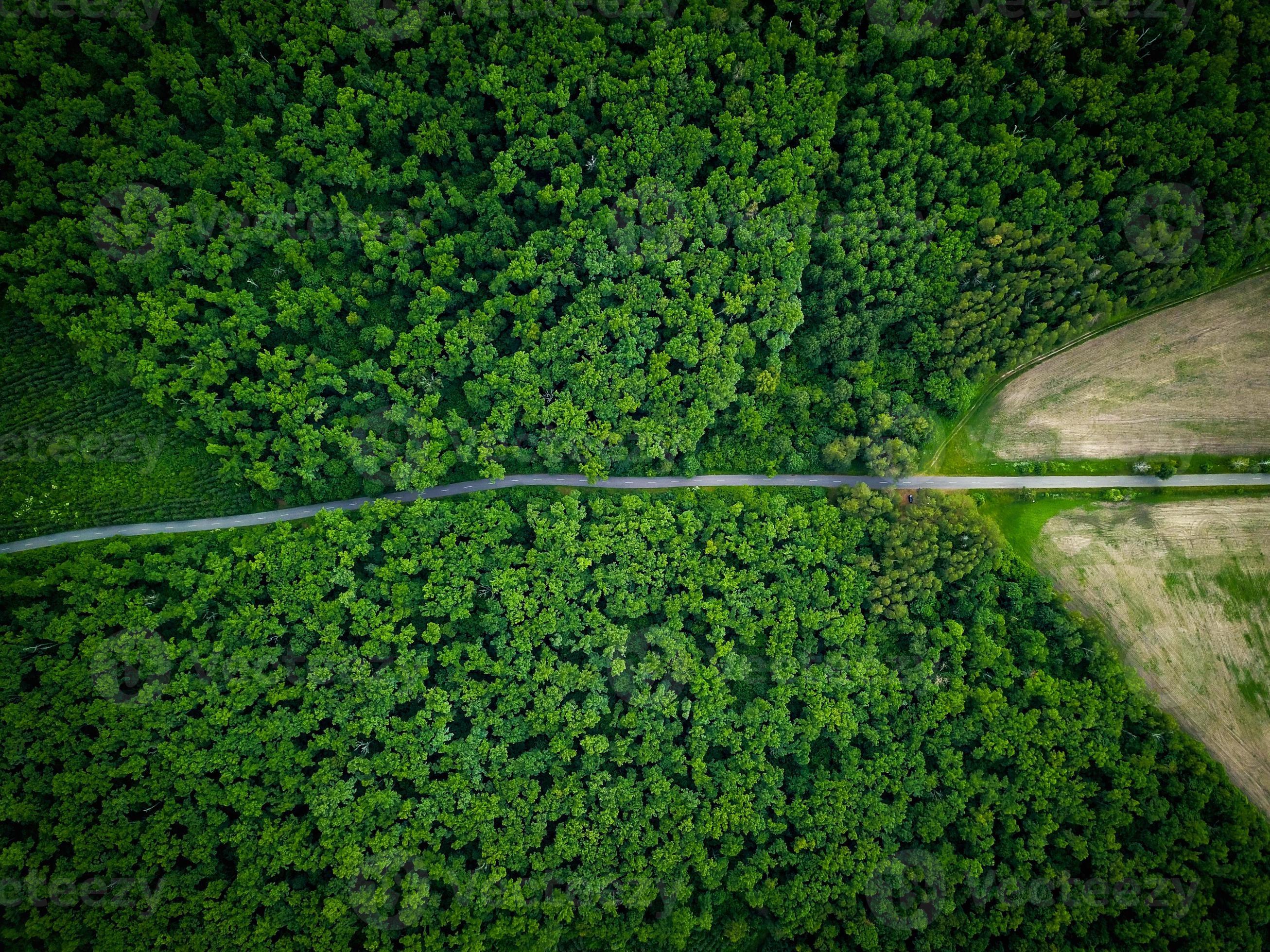 Road through the forest, view from height - aerial photo 21150218 Stock Photo at Vecteezy
