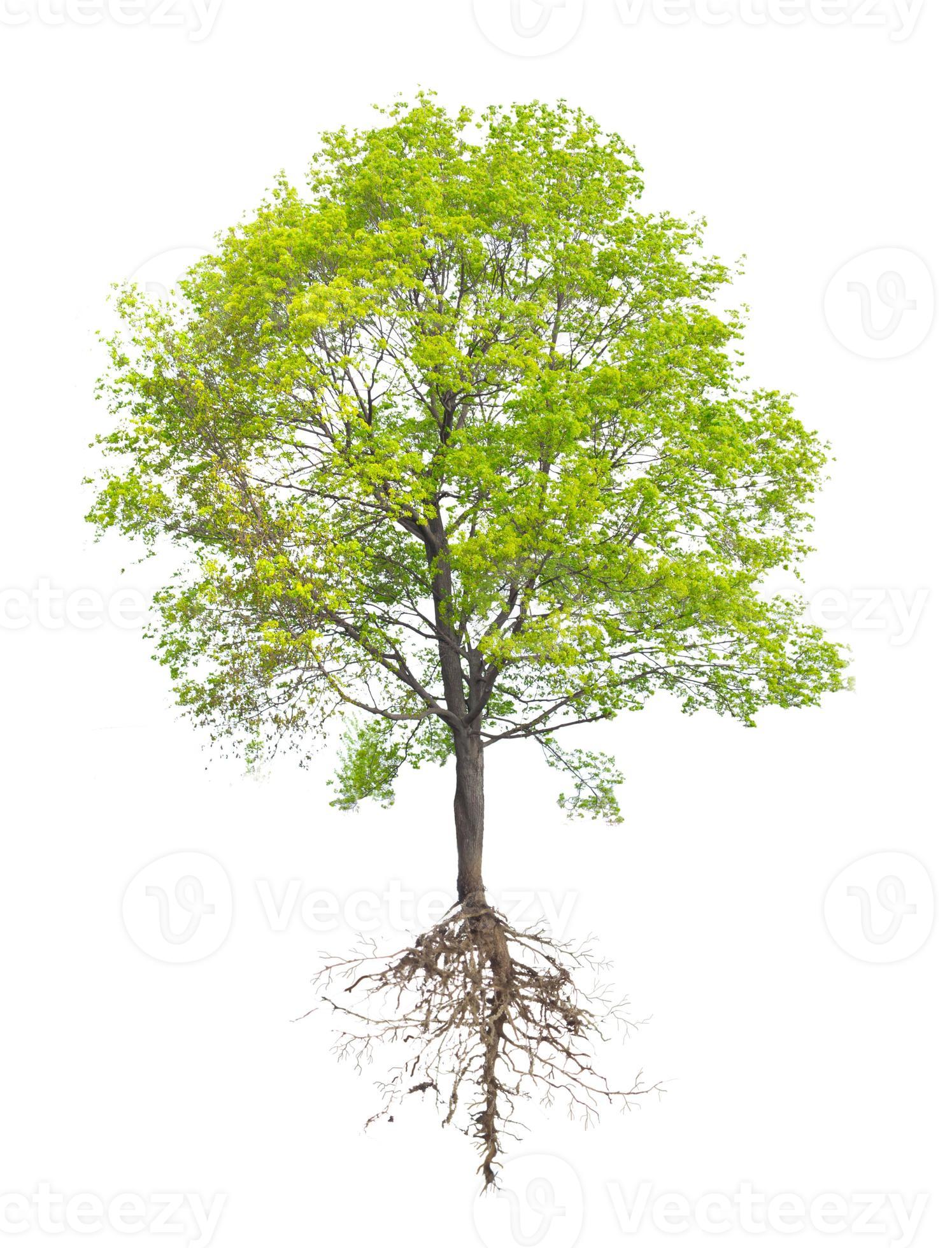 Tree with a root 21151851 Stock Photo at Vecteezy