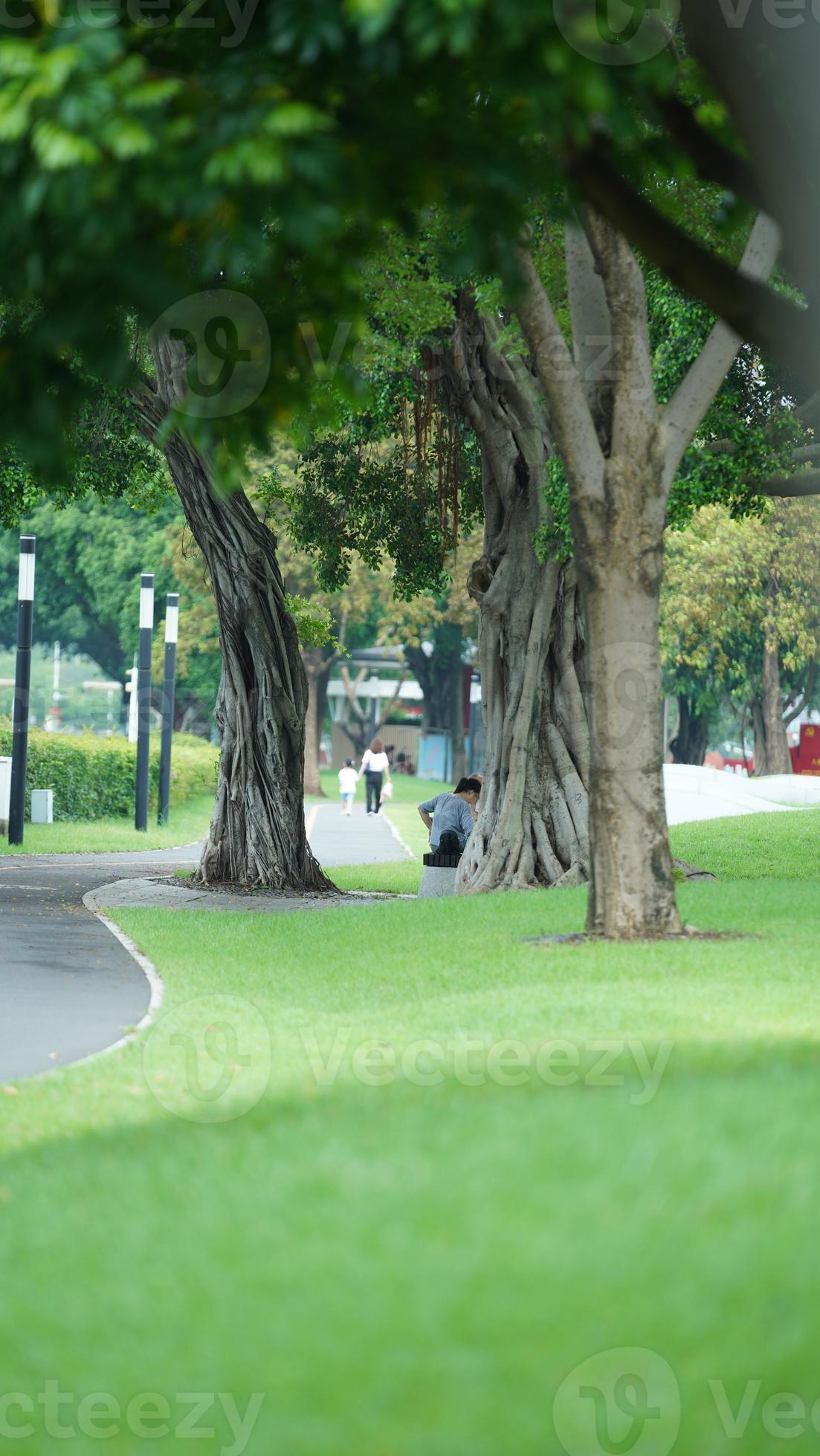 The beautiful park view with the greeen trees and road in it in summer 21165432 Stock Photo at ...