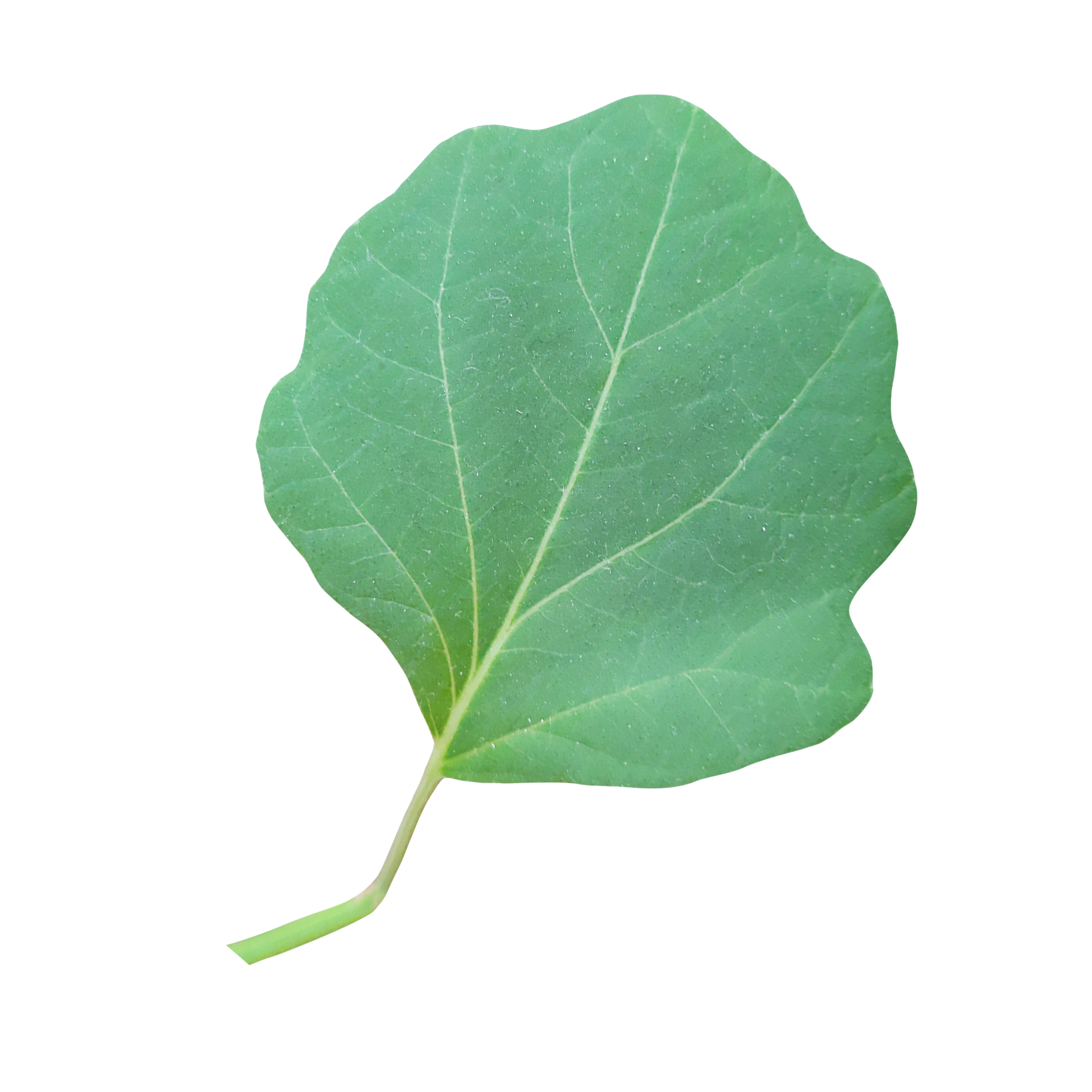 Free Fig Leaf Cut Out 21168192 PNG With Transparent Background free-fig-leaf-cut-out-21168192-png-with-transparent-background