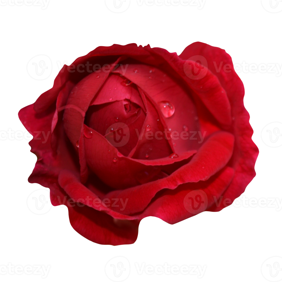 Red Rose Flower 21168540 Png