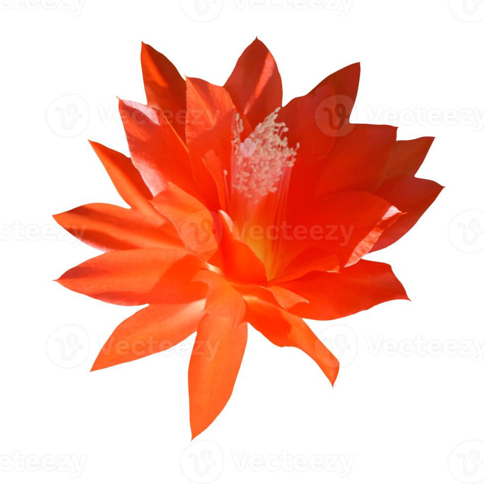 Cactus Flower Cutout 21168759 Png