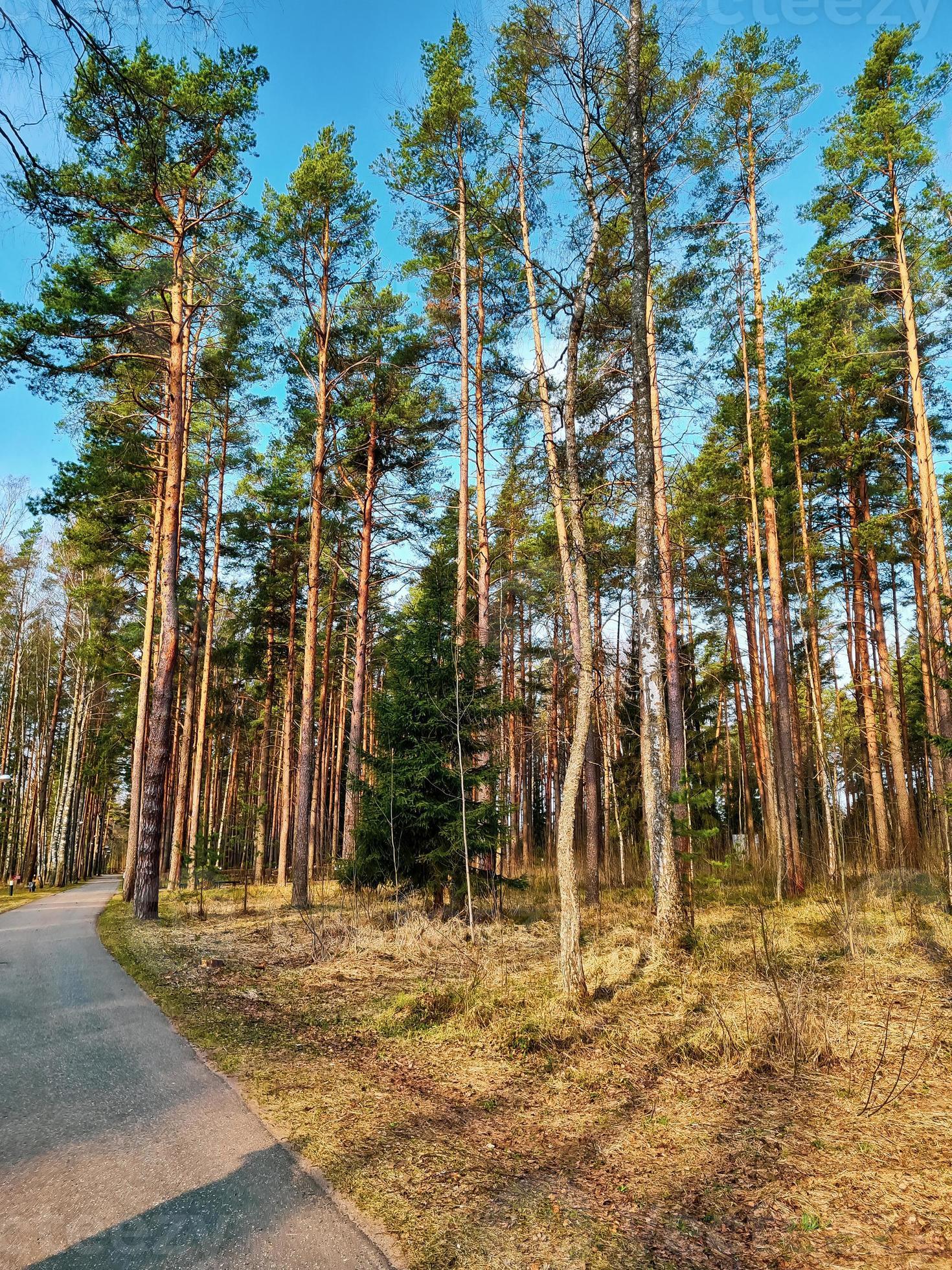 Asphalt path in the park among tall pine trees. Sunbeams and tree ...
