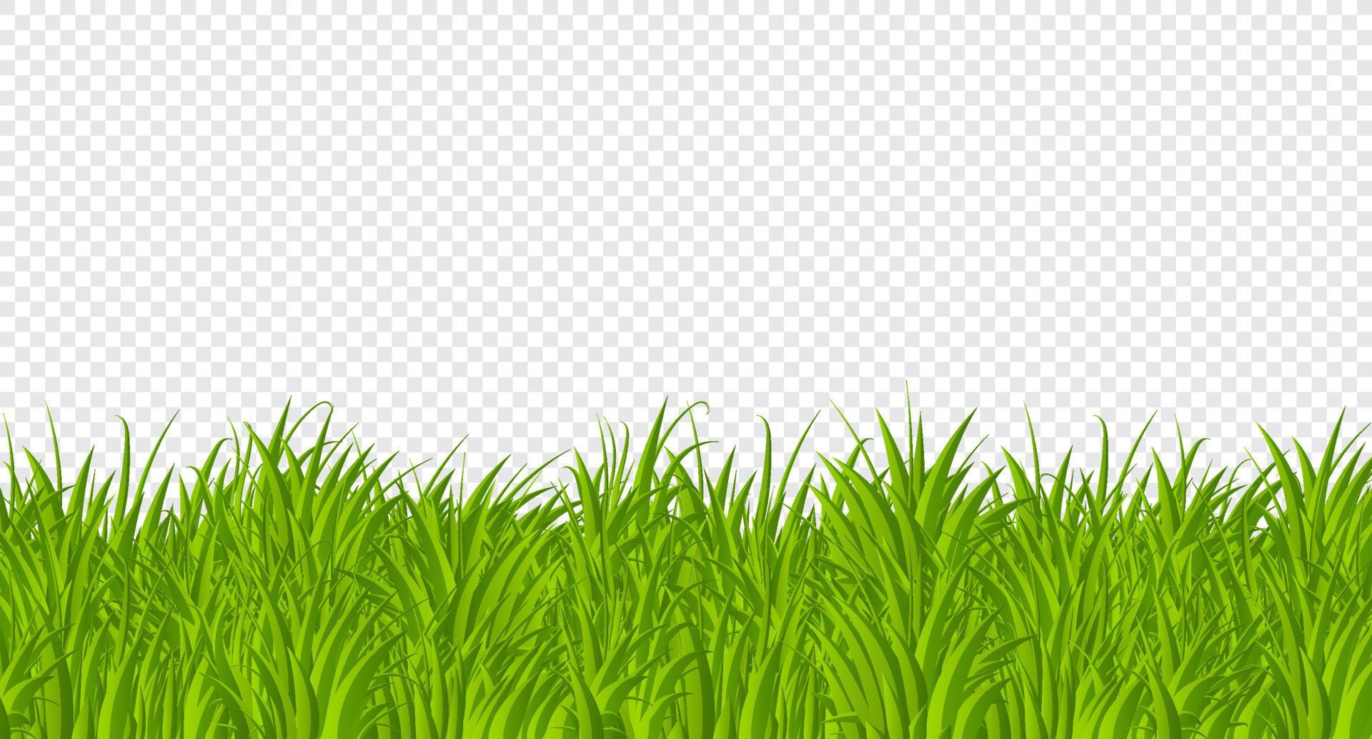 Green Grass Border Flat Style Design Cartoon Summer Green Grass Nature Landscape Field Vector