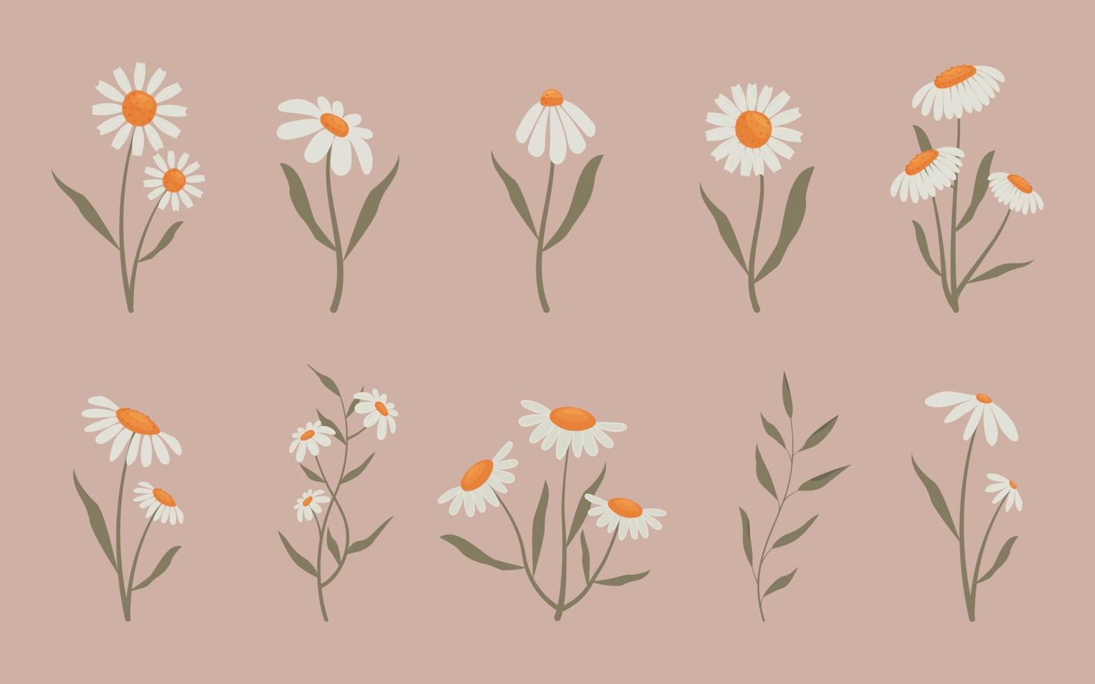 Collection Of Delicate Flowers Vector Illustration 21188621 Vector Art At Vecteezy