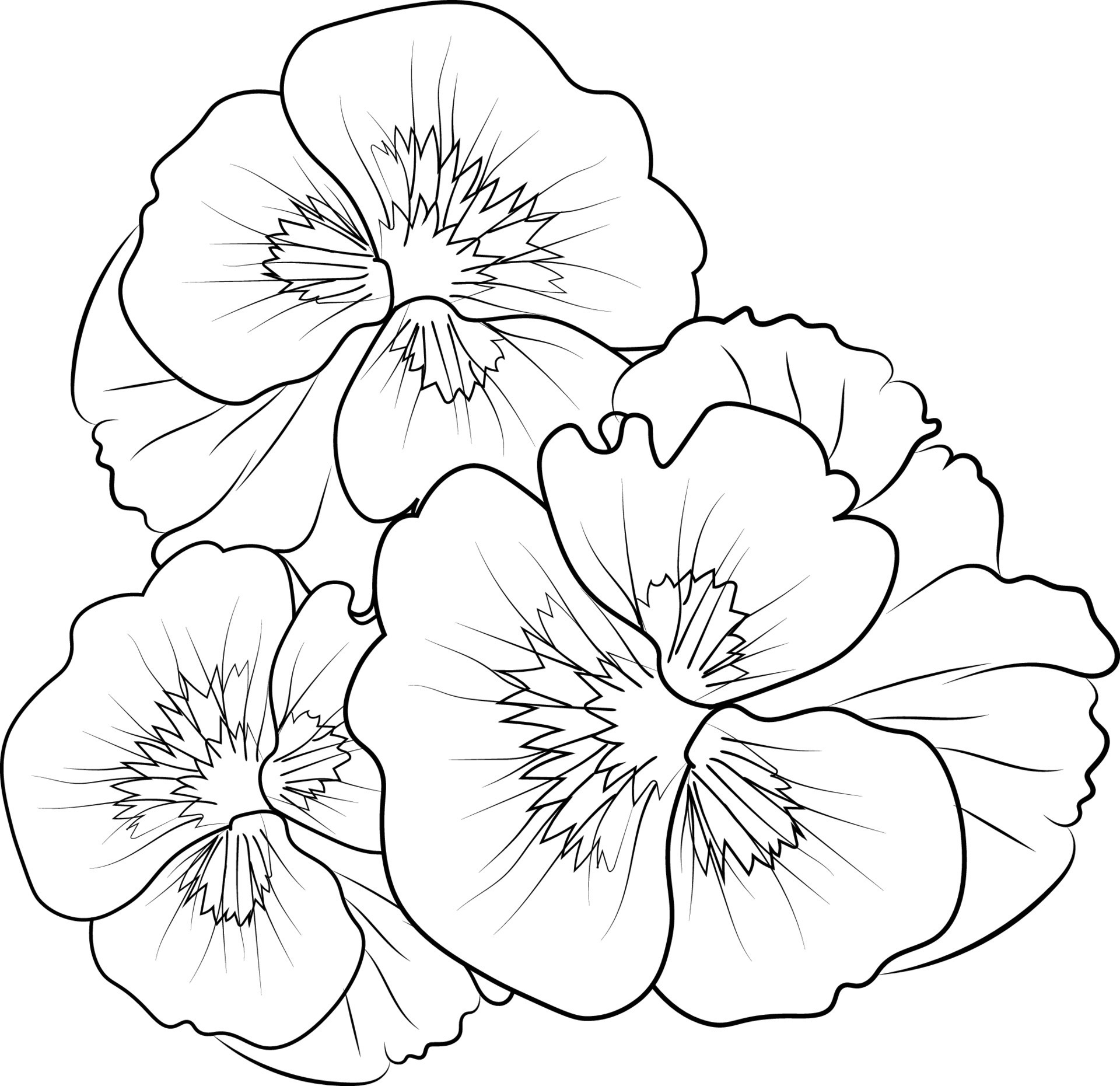 Pansy Flowers Coloring Page Outline Sketch Drawing Ve - vrogue.co Pansy Flowers Coloring Page Outline Sketch Drawing Ve - vrogue.co