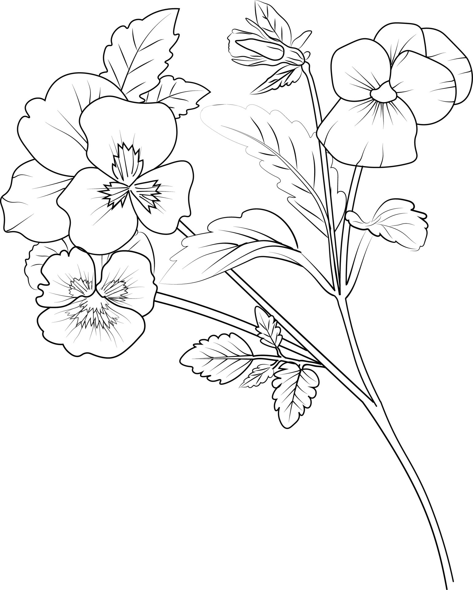Flowers coloring pages, and book,Vector sketch of pansy flowers, Hand ... Flowers coloring pages, and book,Vector sketch of pansy flowers, Hand ...