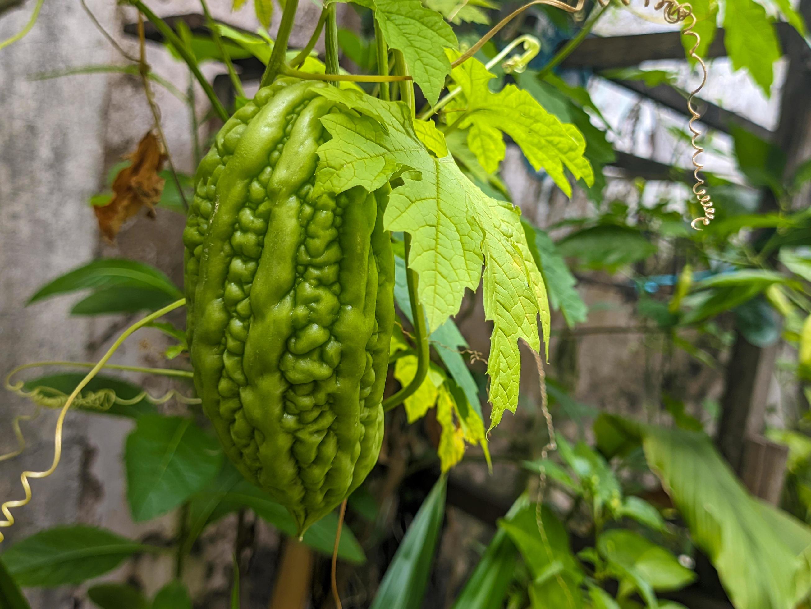 A close up Momordica charantia fruit 21223079 Stock Photo at Vecteezy