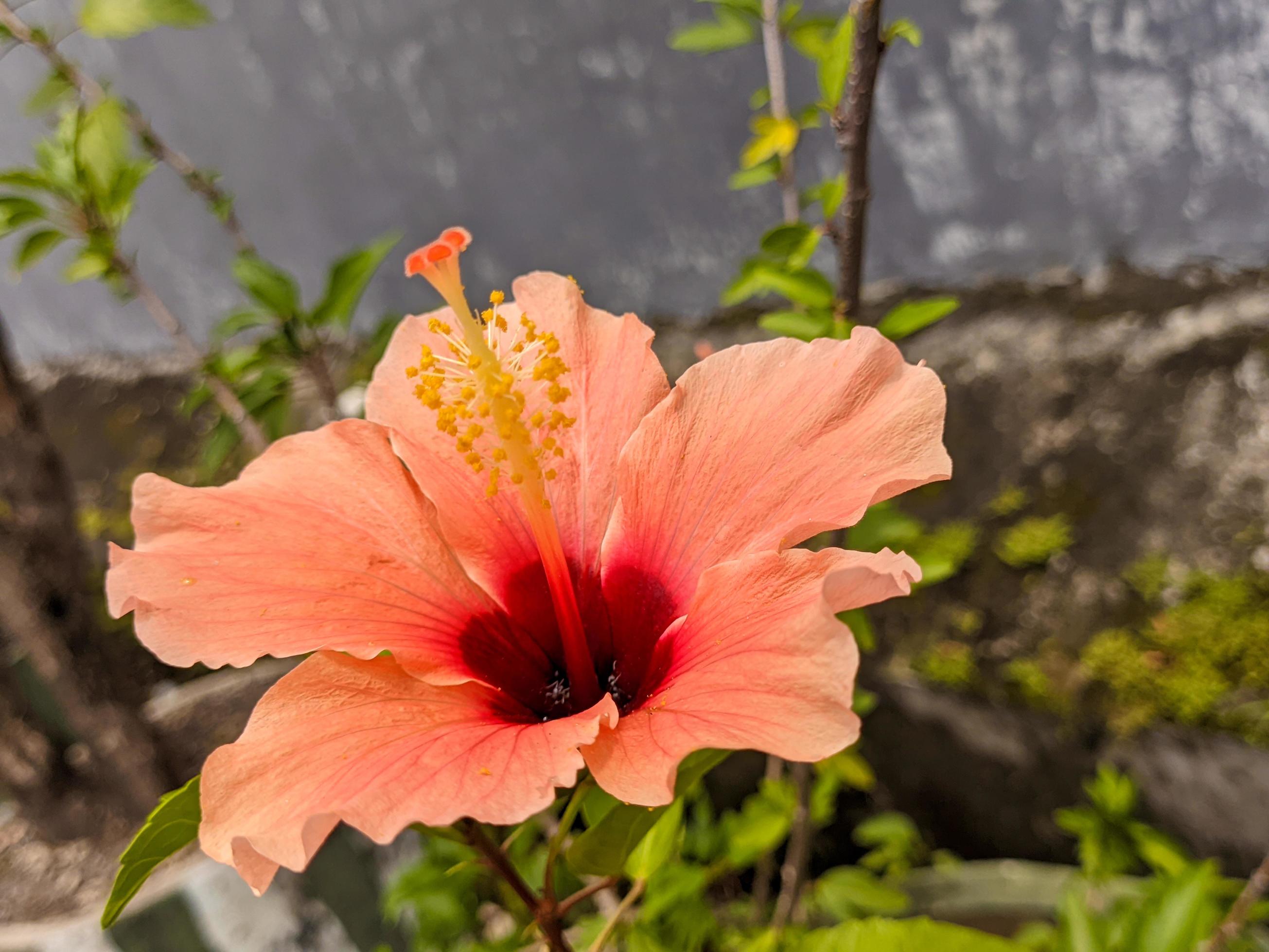 A Close Up Of Red Hibiscus Rosa Sinensis Flower 21223087 Stock Photo At a-close-up-of-red-hibiscus-rosa-sinensis-flower-21223087-stock-photo-at
