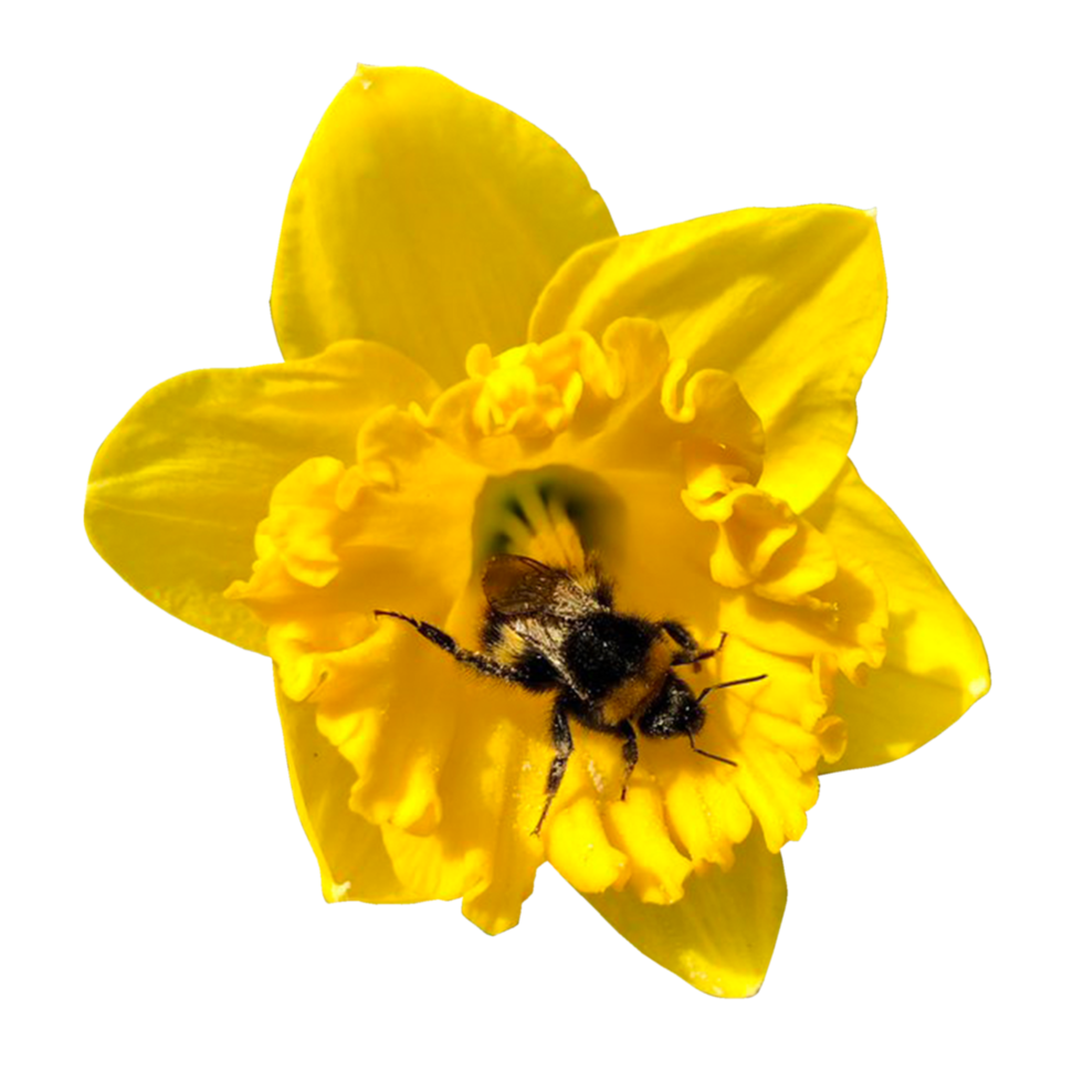 Beautiful Daffodils Flowers 21286103 Png