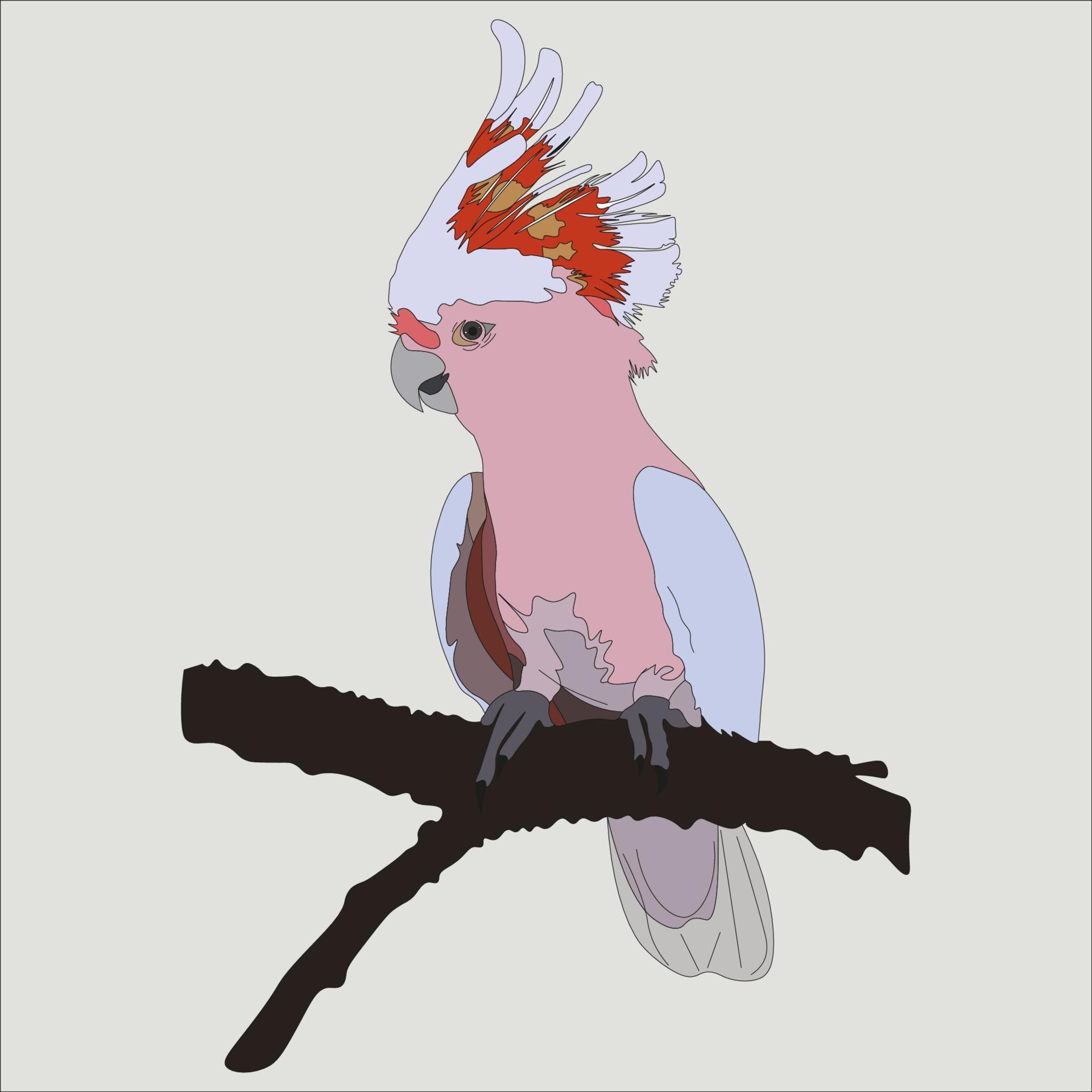 illustration Major Mitchell's Cockatoo is a medium-sized cockatoo that ...