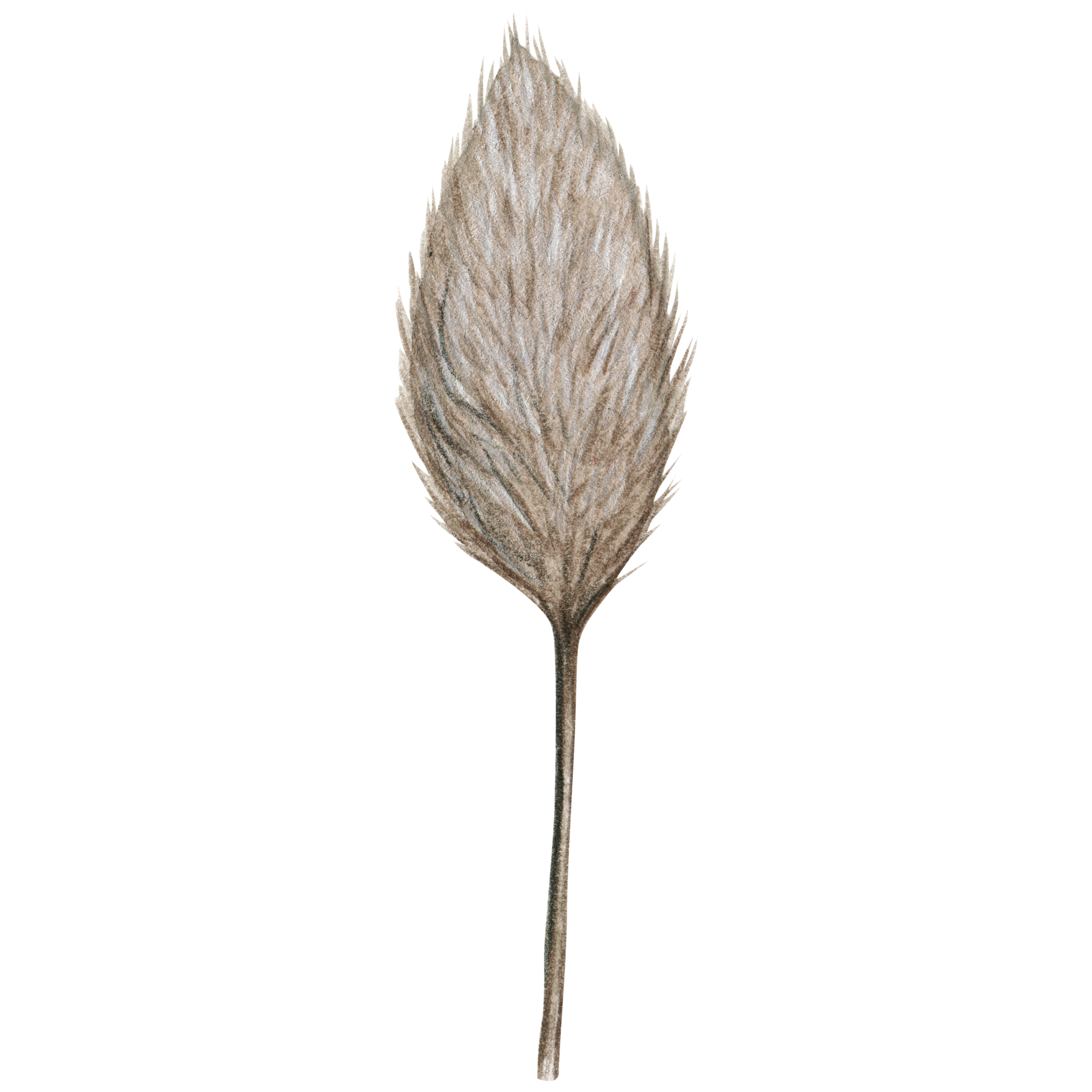 watercolor hand drawn dried plant decoration 21361526 PNG watercolor hand drawn dried plant decoration 21361526 PNG