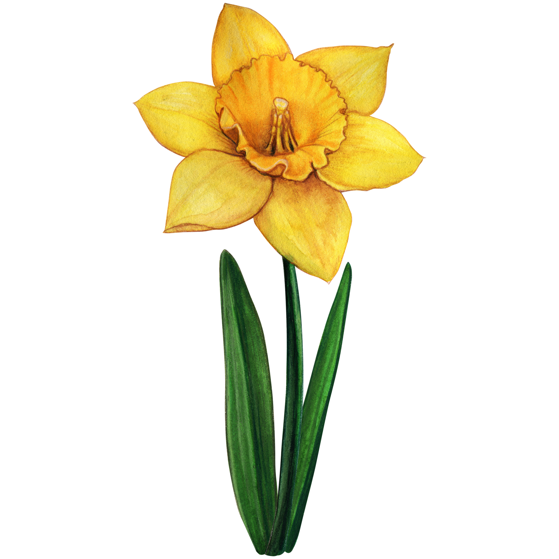 Free aquarelle main tiré Jaune jonquille fleur 21381135 PNG with Transparent Background