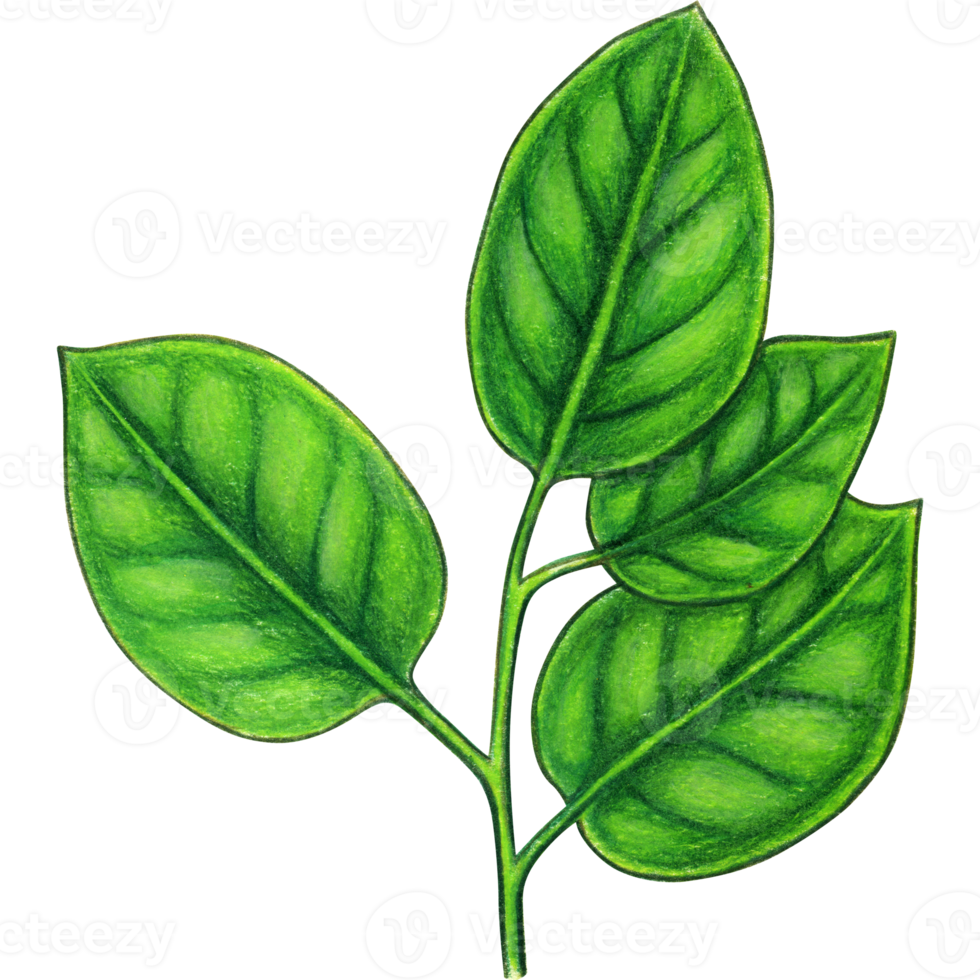 hand drawn lemon leaves 21381456 PNG hand drawn lemon leaves 21381456 PNG