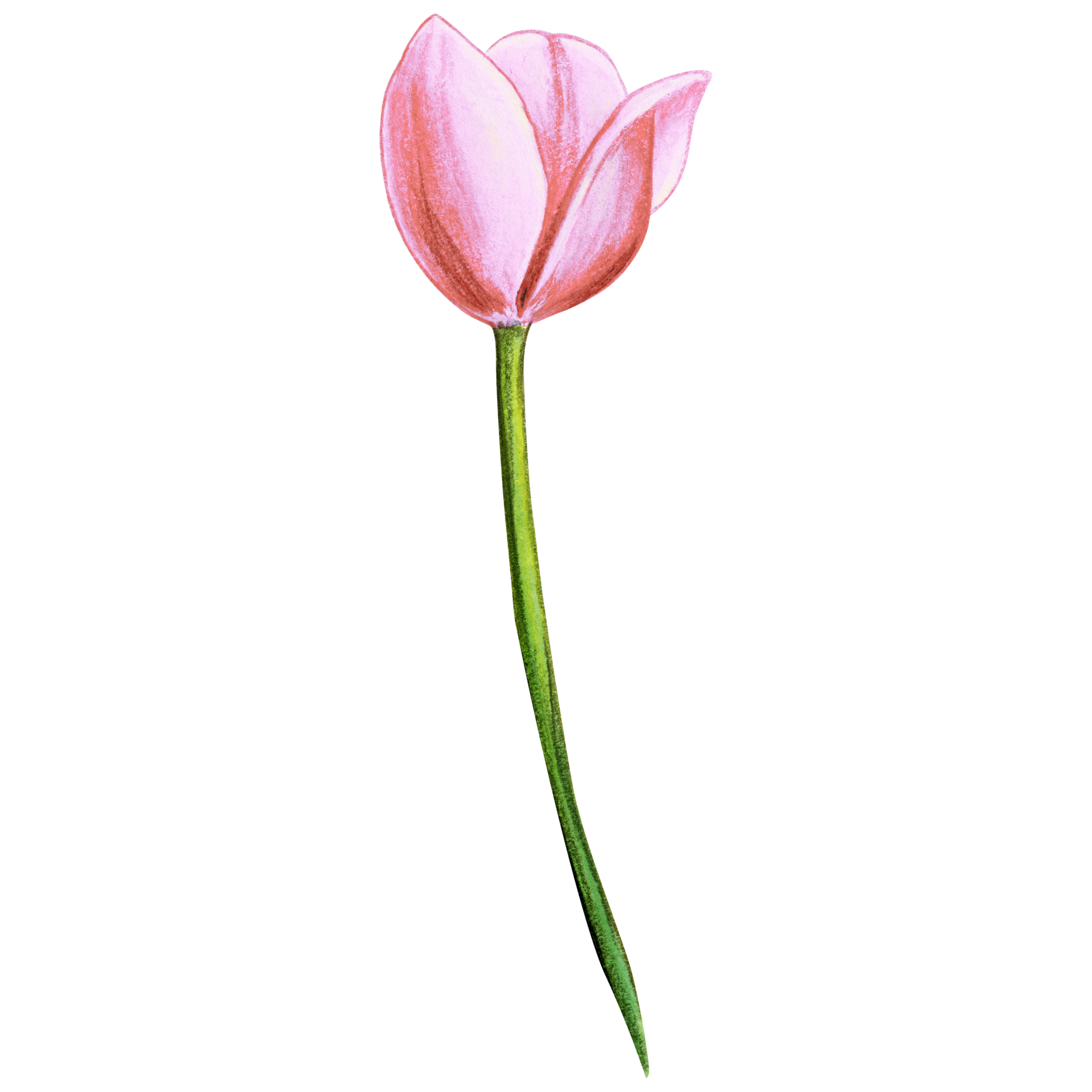 Watercolor Hand Drawn Colorful Tulip 21383647 Png