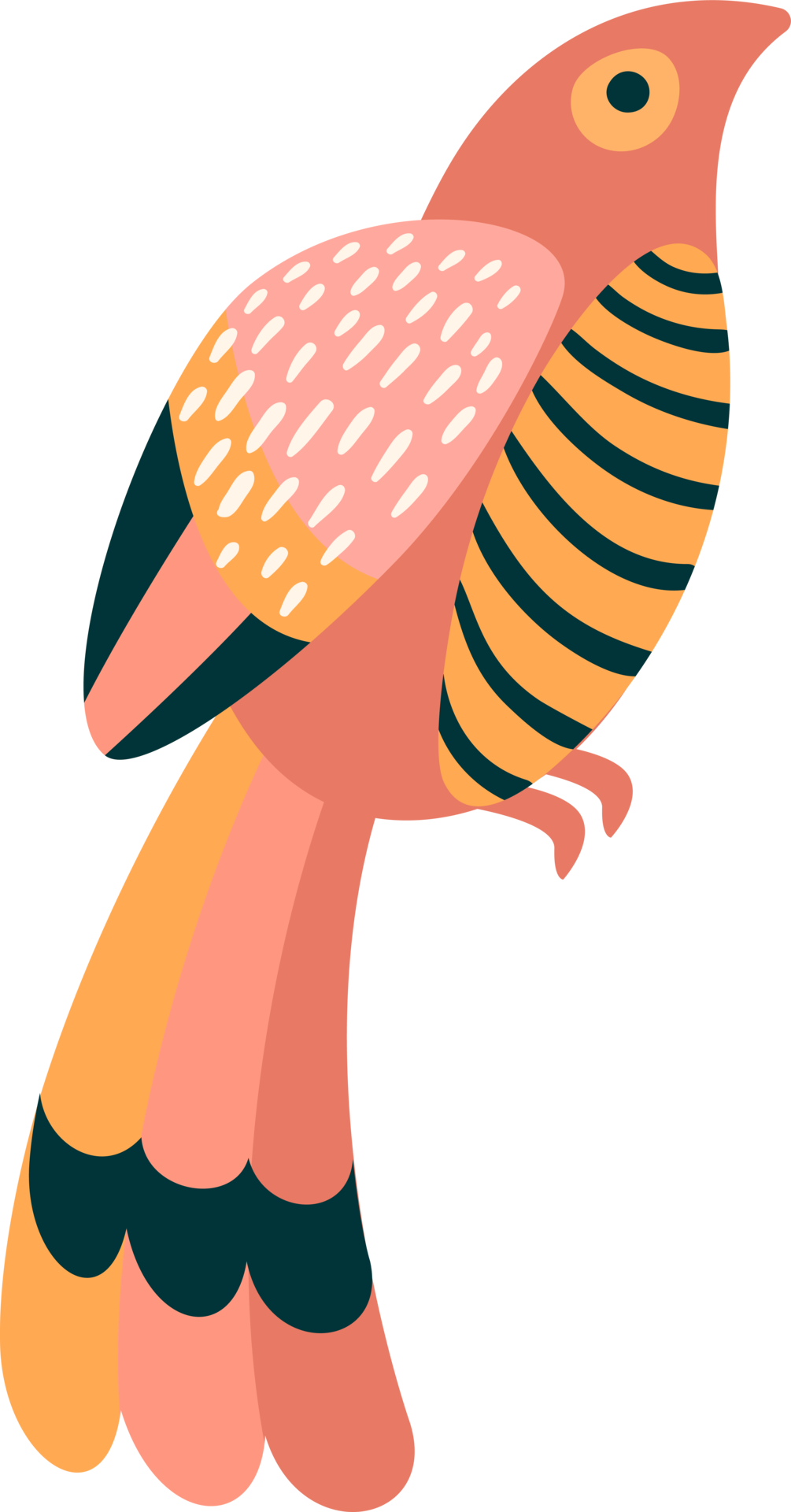 Tropical Bird Illustration 21391879 Png