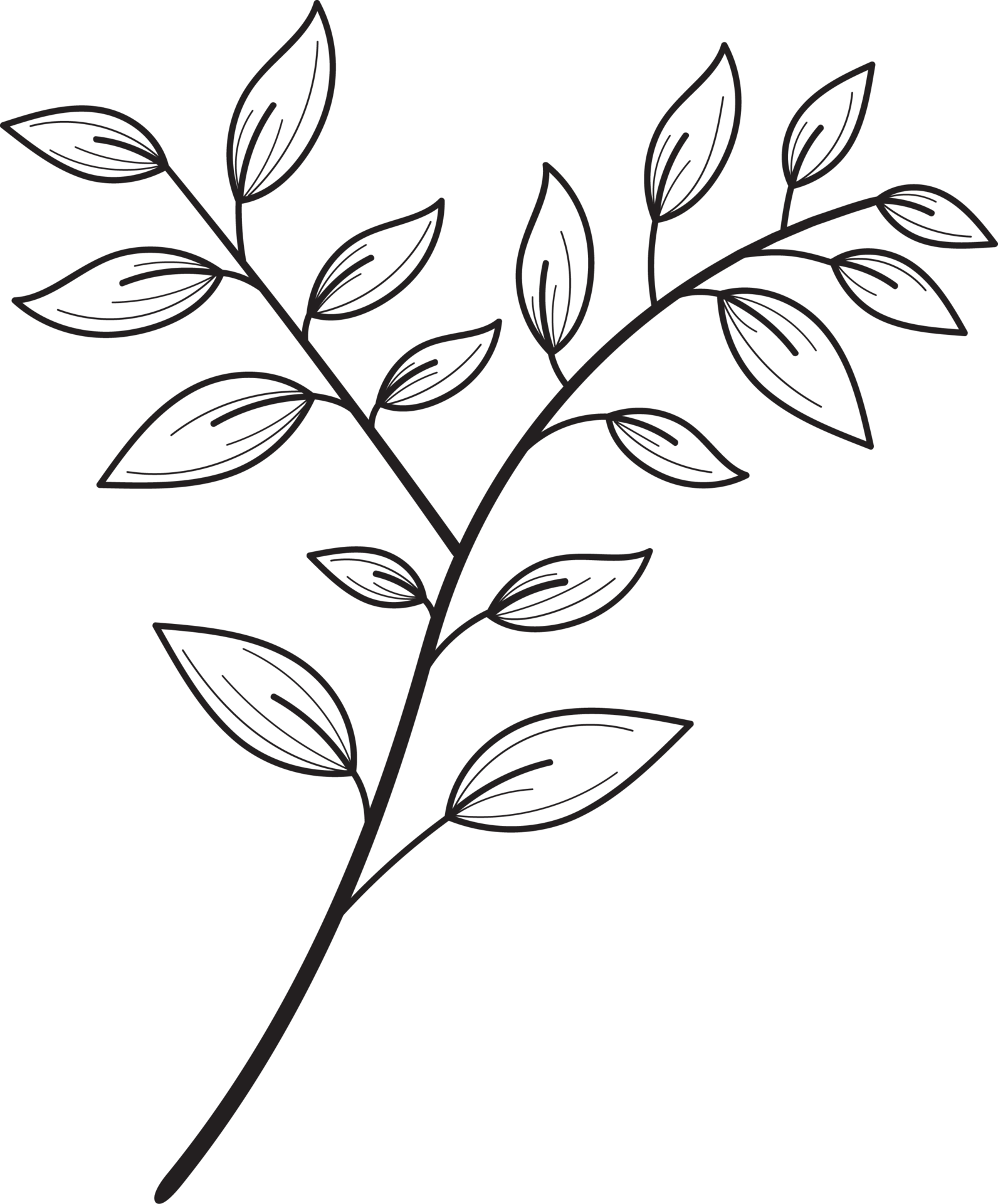 Botanical Line Art 21392319 Png