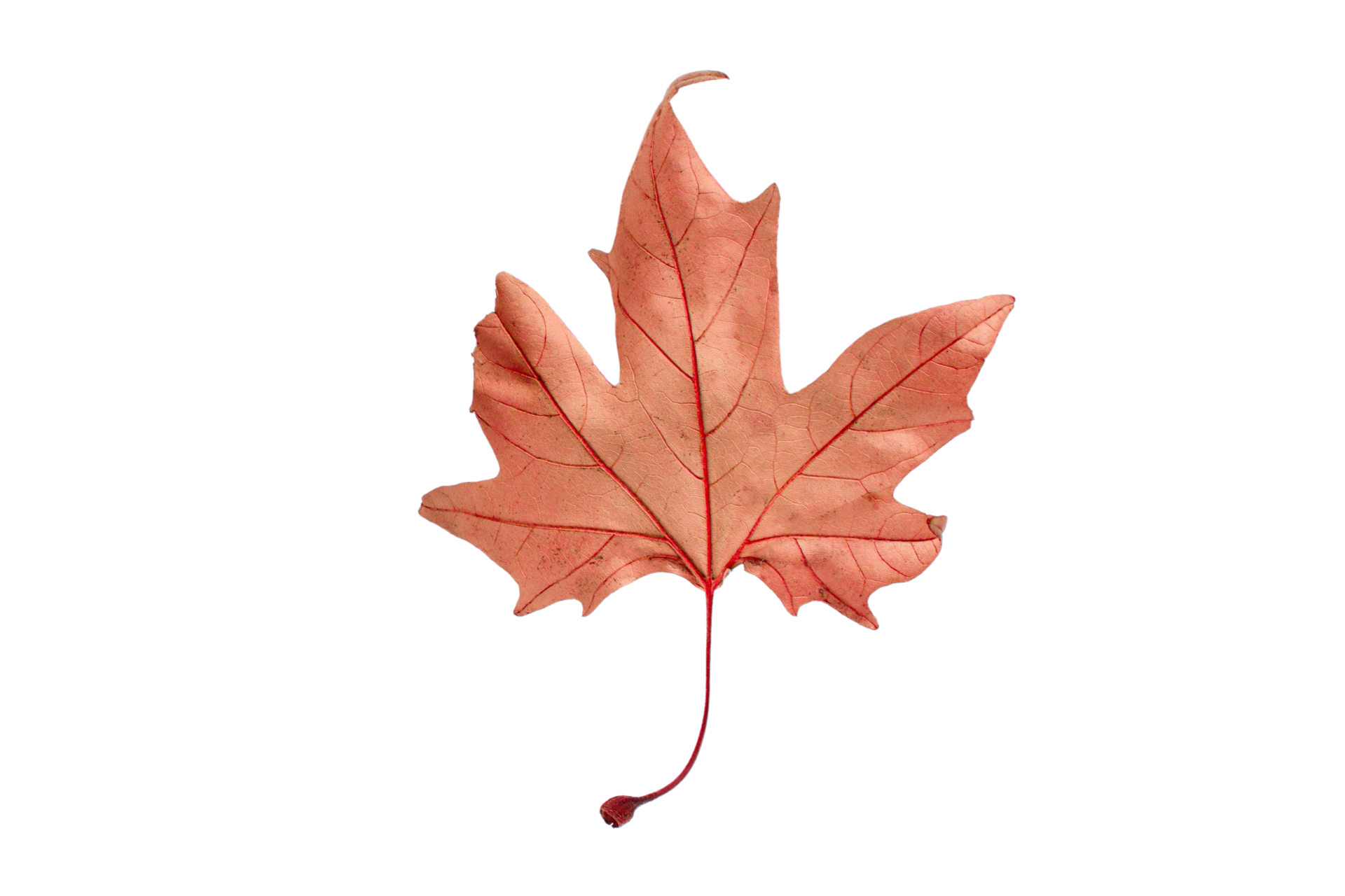 Brown leaf tree isolated on a transparent background 21429789 PNG Brown leaf tree isolated on a transparent background 21429789 PNG