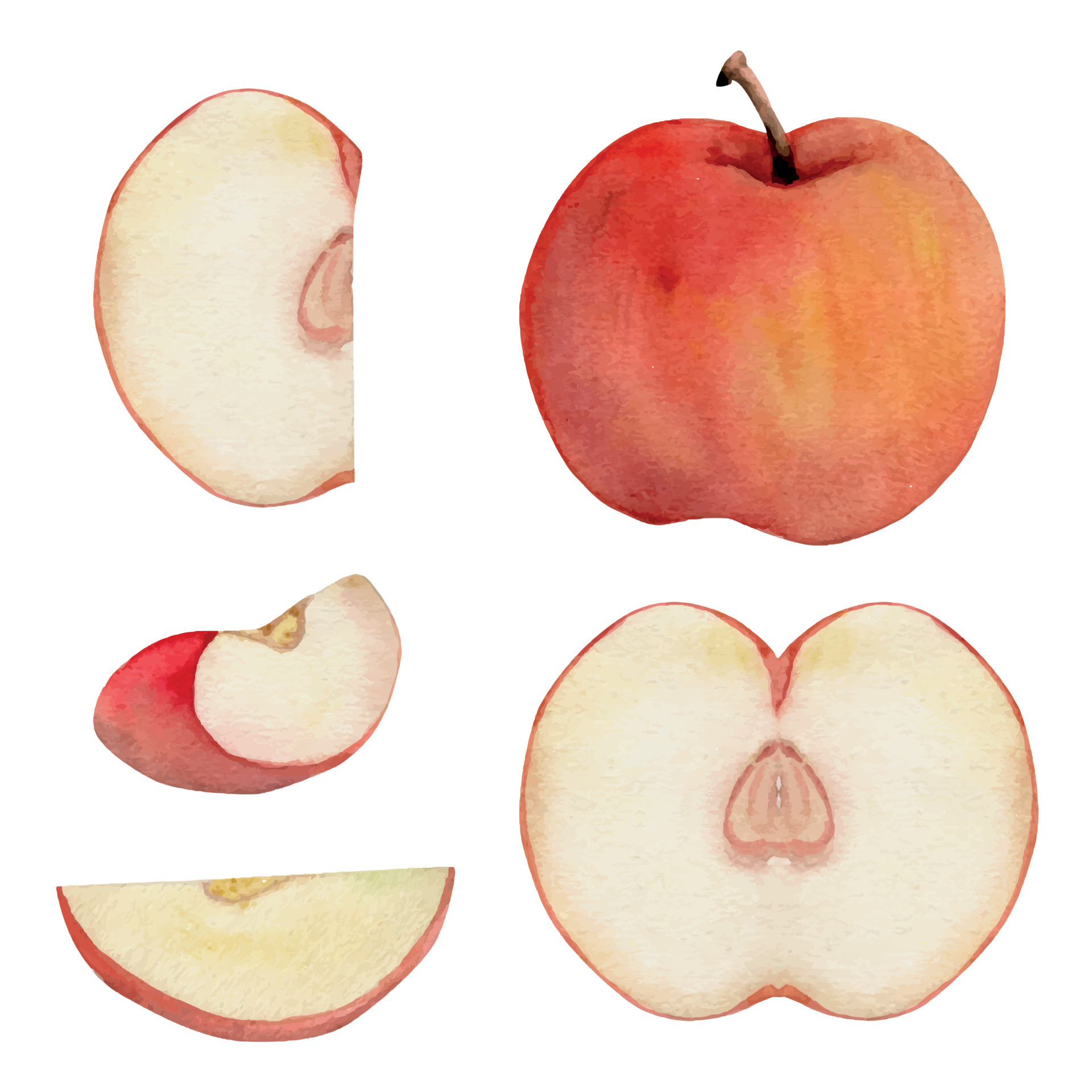 Hand drawn watercolor composition with ripe apple fruit, full and ...