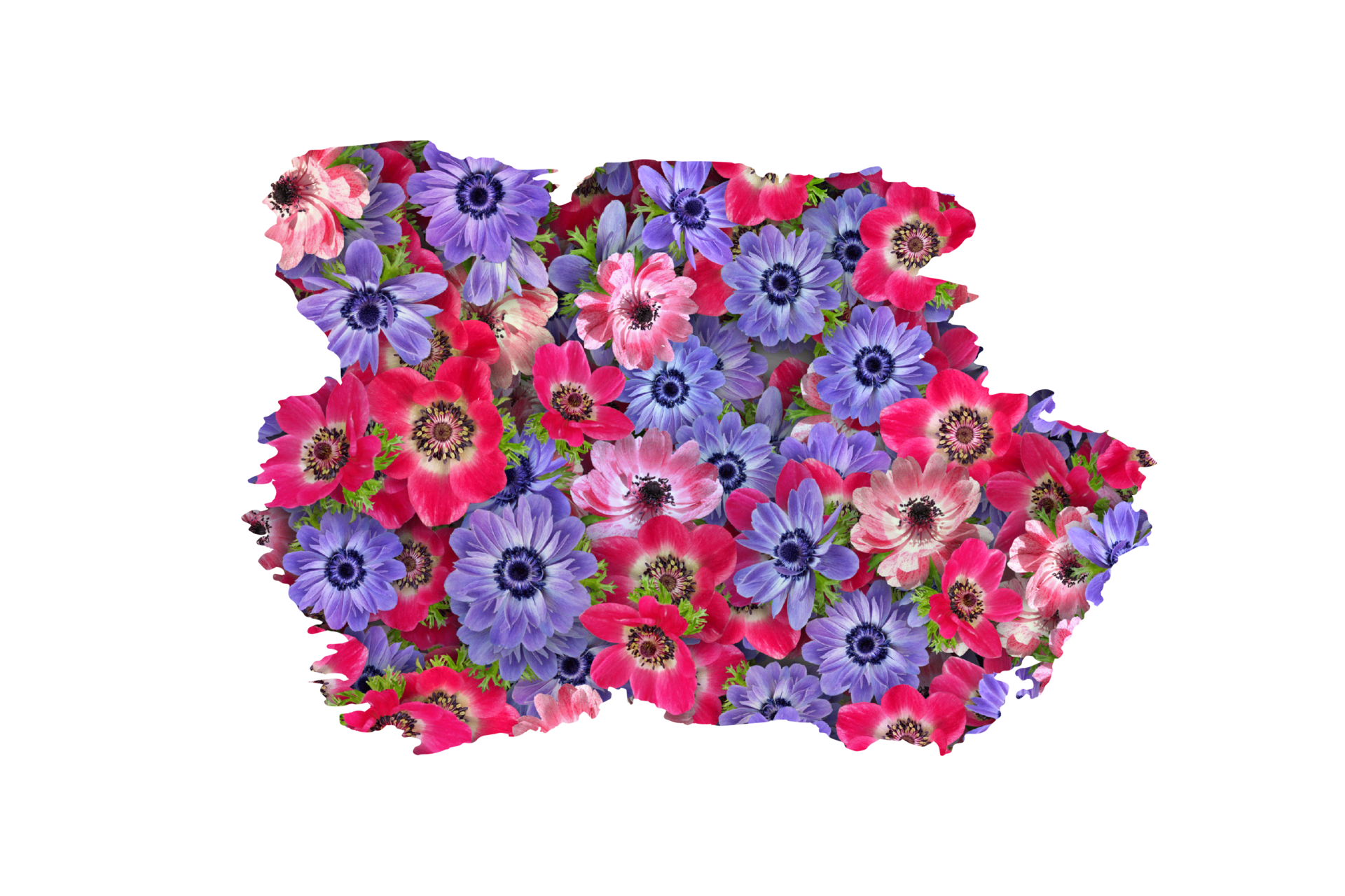 Flower Sublimation Clipart Png 21444154 Png