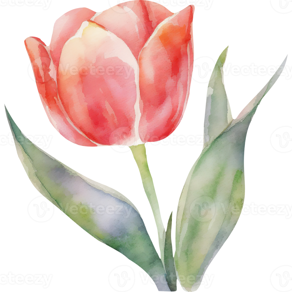 Watercolor tulip flower 21444481 PNG