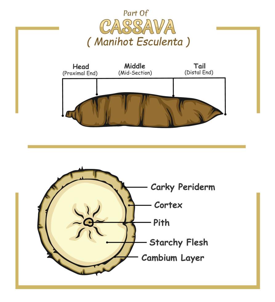 Cassava Structure Diagram Cassava Structure Vector Illustration Cassava Education And Parts