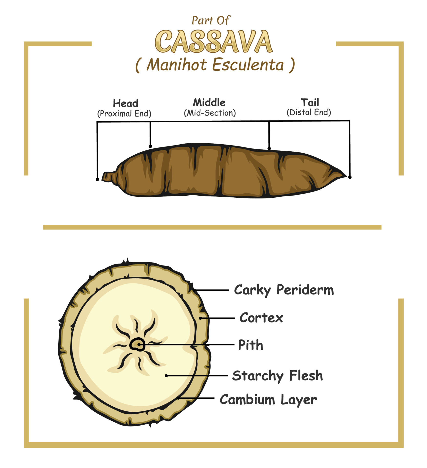 Cassava Structure Diagram Cassava Structure Vector Illustration Cassava Education And Parts