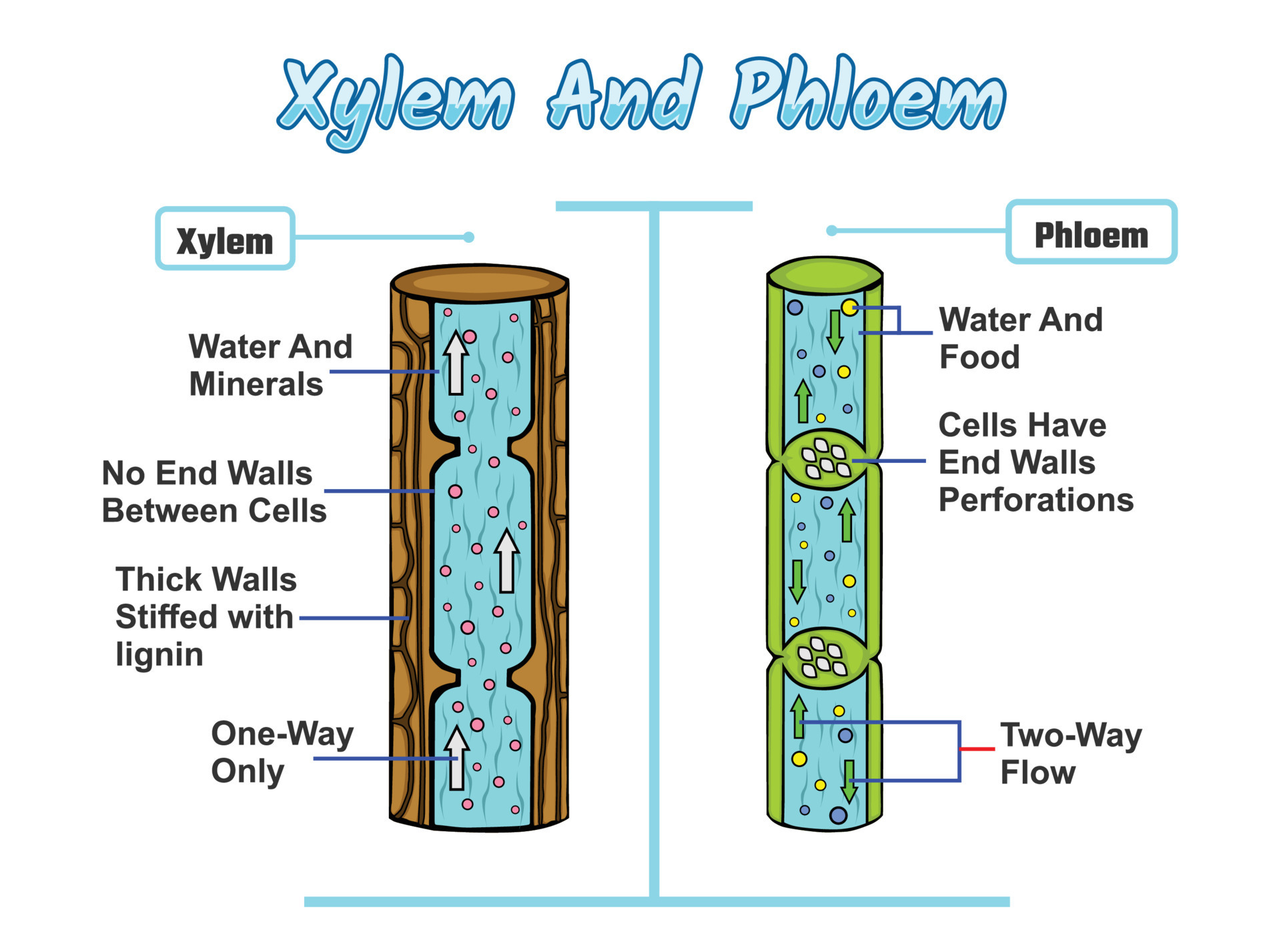 Xylem and phloem vector illustration 21450259 Vector Art at Vecteezy Xylem and phloem vector illustration 21450259 Vector Art at Vecteezy