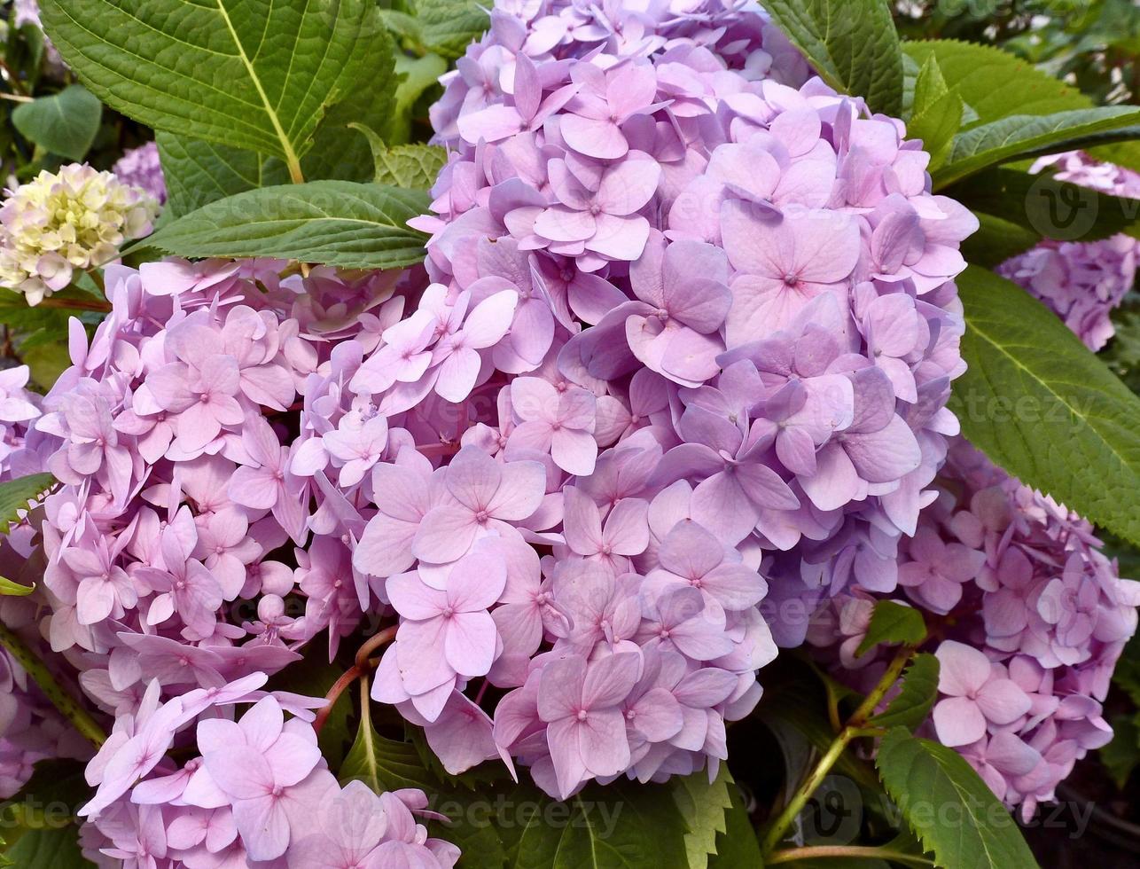 Hydrangea macrophylla Penny Mac 21508953 Stock Photo at Vecteezy Hydrangea macrophylla Penny Mac 21508953 Stock Photo at Vecteezy