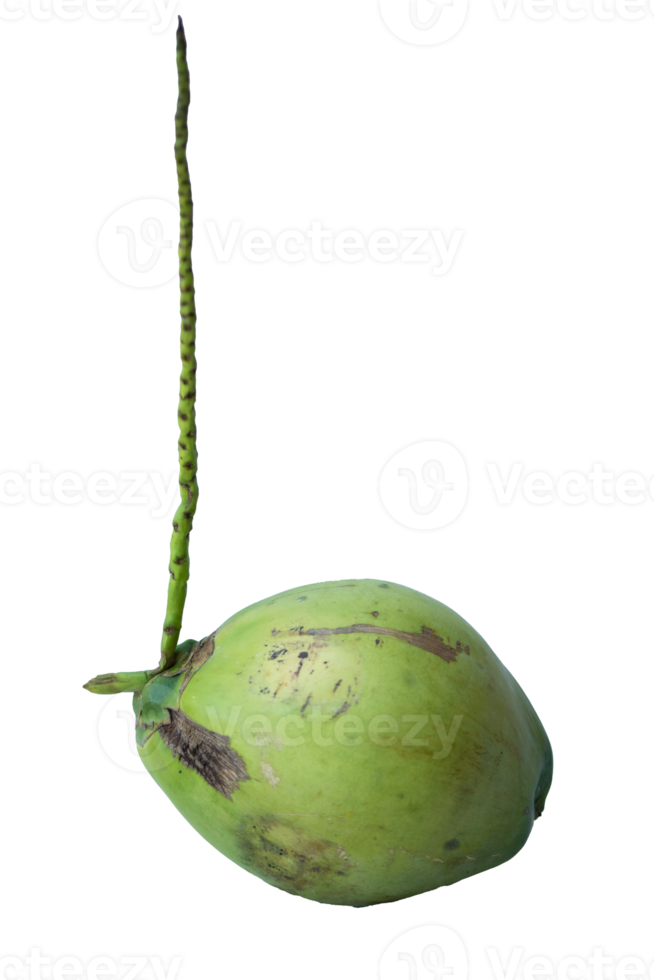 Fresh green coconuts isolated on background 21514413 PNG Fresh green coconuts isolated on background 21514413 PNG