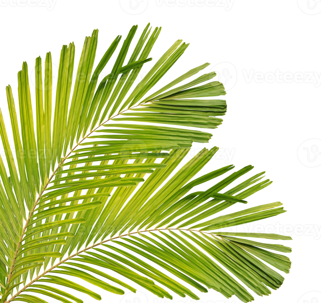 Free Green palm leaf on transparent background. 21515276 PNG with ... Free Green palm leaf on transparent background. 21515276 PNG with ...