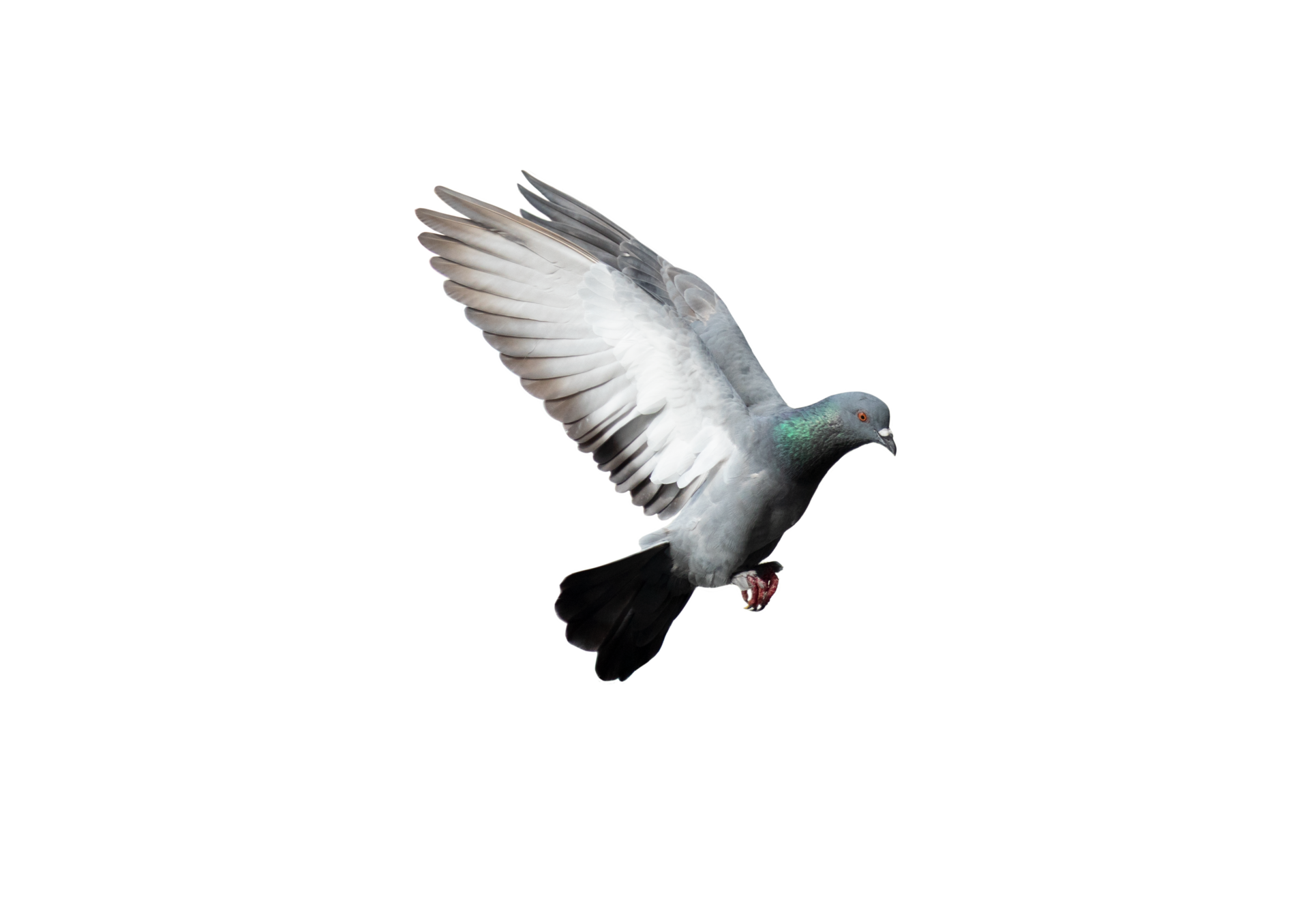 Pigeons Flying Png