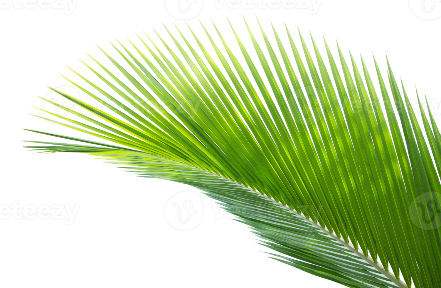 Coconut Tree Leaf Vector Art Png Coconut Leaf Frame O - vrogue.co Coconut Tree Leaf Vector Art Png Coconut Leaf Frame O - vrogue.co