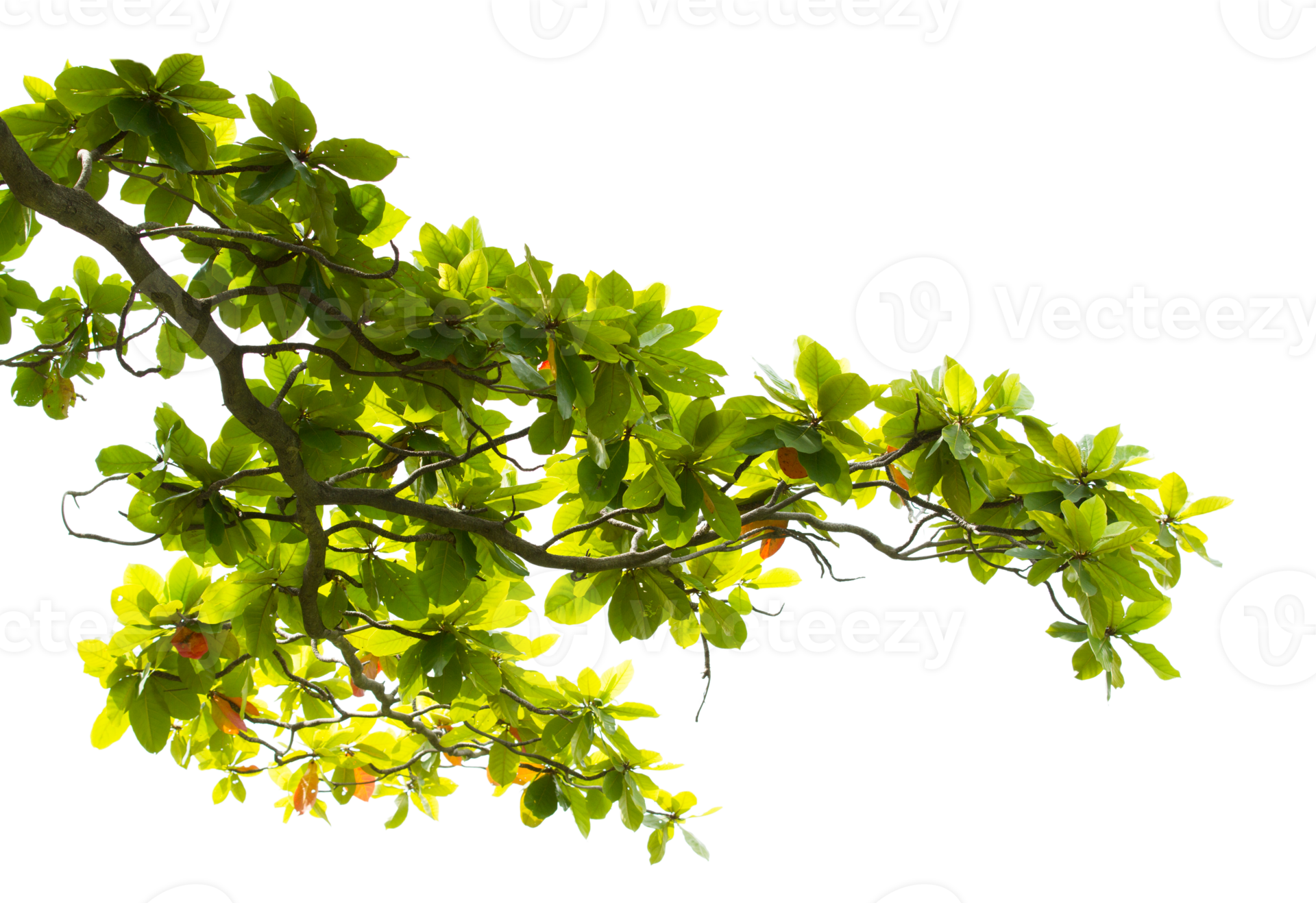 Green indian almond leaves and branches on transparent background png file. 21515875 PNG