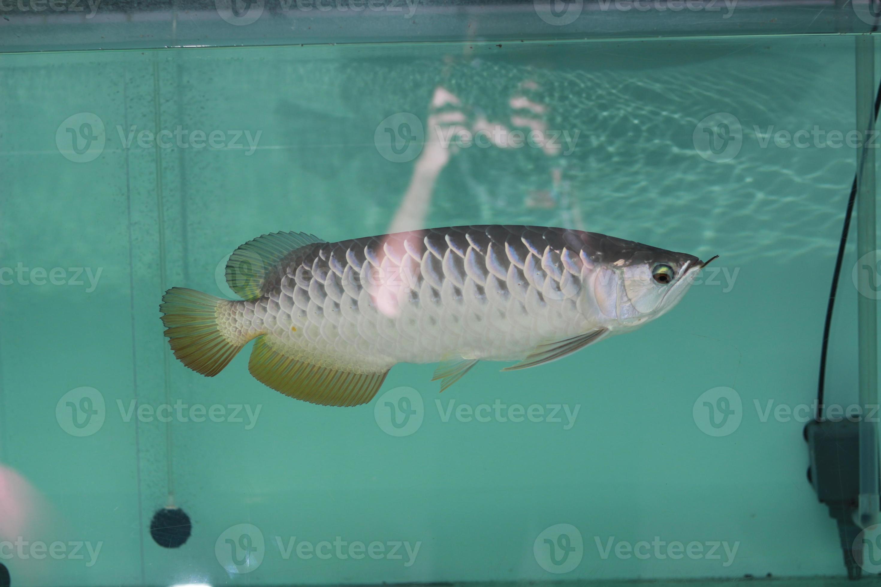 a close up of silver arowana fish in a large aquarium. Concept photo of aquatic animals ...
