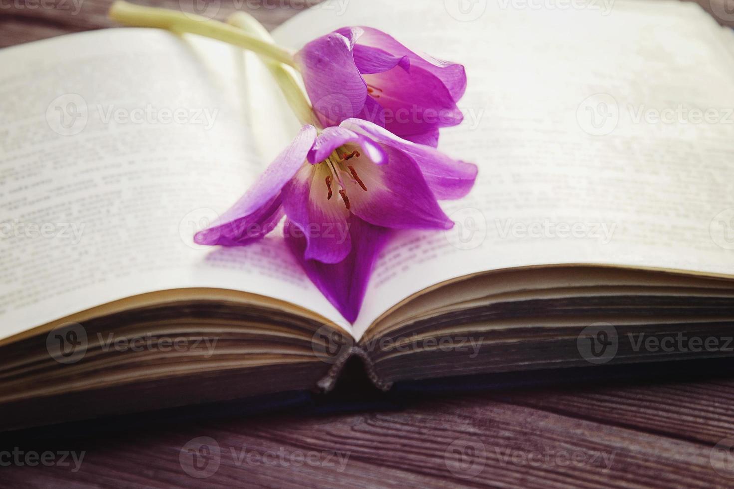Purple Book Stock Photos, Images and Backgrounds for Free Download