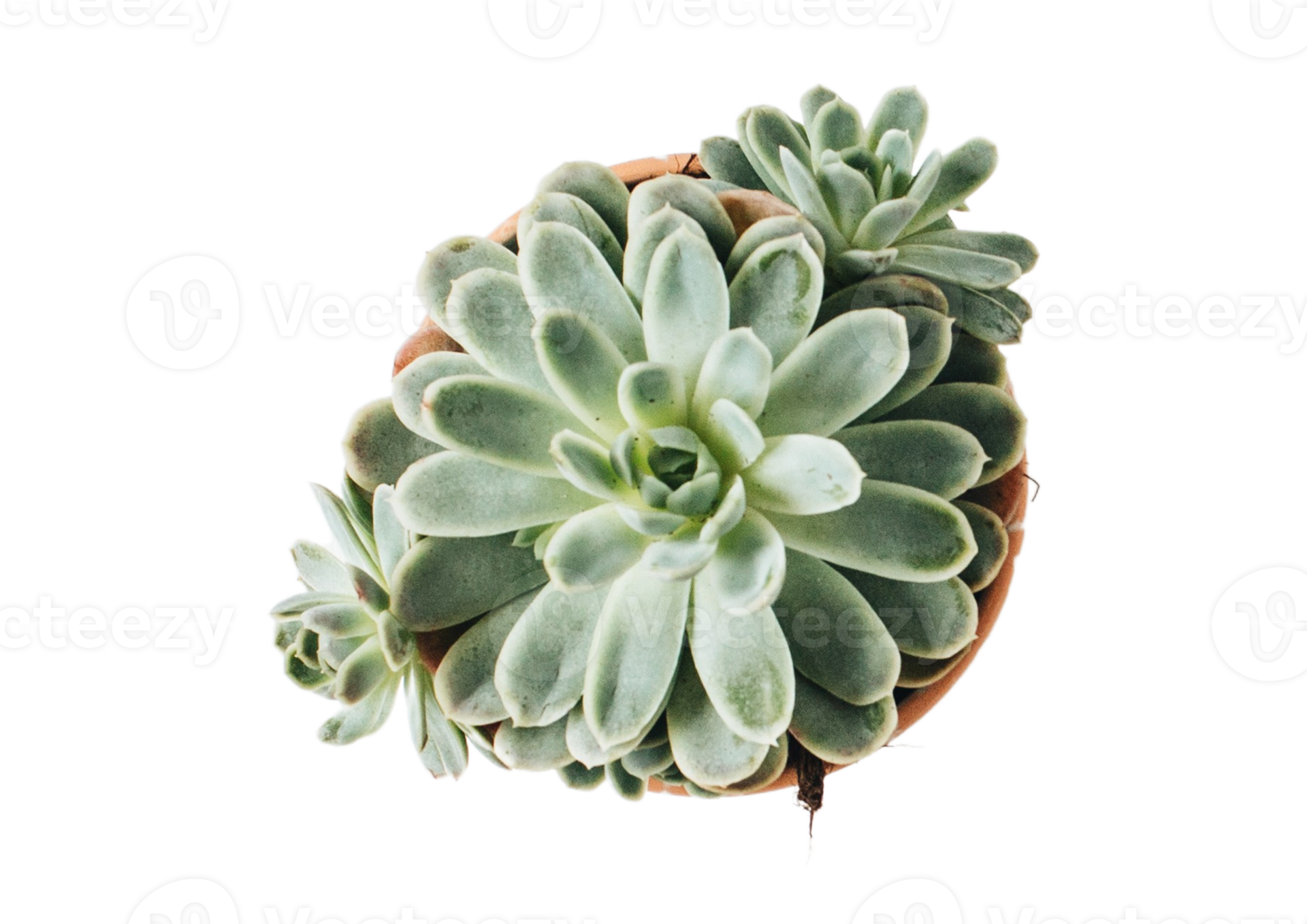 Succulent plant isolated on a transparent background 21597077 PNG