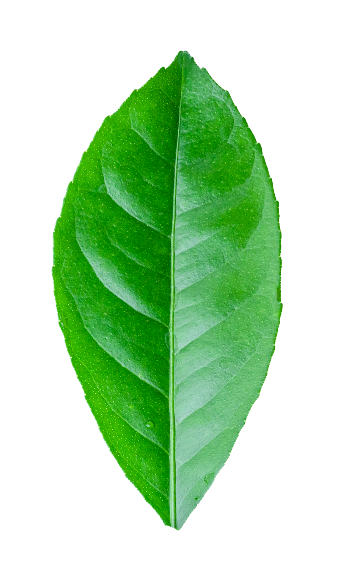 Lemon leaf isolated on transparent background PNG file format. 21599406 PNG Lemon leaf isolated on transparent background PNG file format. 21599406 PNG