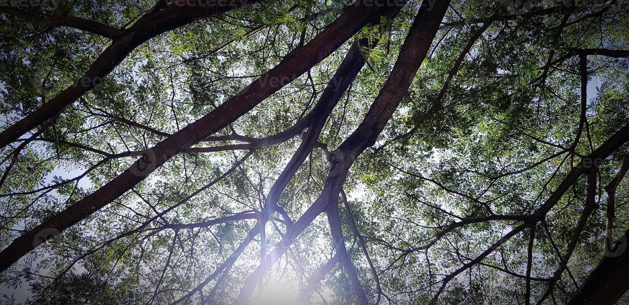 Beautiful big tree branch with green leaves and sunlight flare for ...