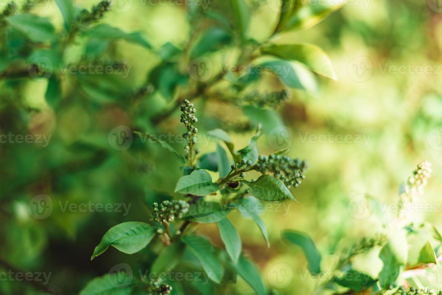 Phytolacca americana, also known as American pokeweed, pokeweed, poke sallet, dragonberries, and ...