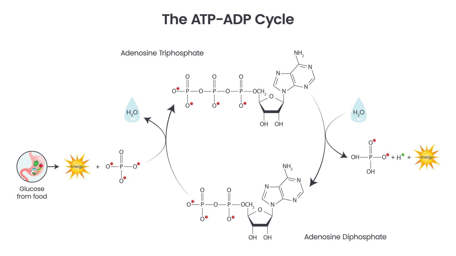 Adenosine Triphosphate And Adenosine Diphosphate Comparison And Cycle Science Vector Education