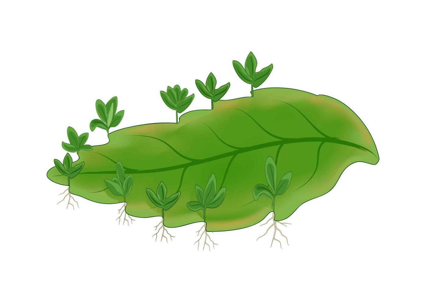 Bryophyillum Leaf With Buds Plants Grow From The Leaf Example Of Asexual Reproduction In Plants