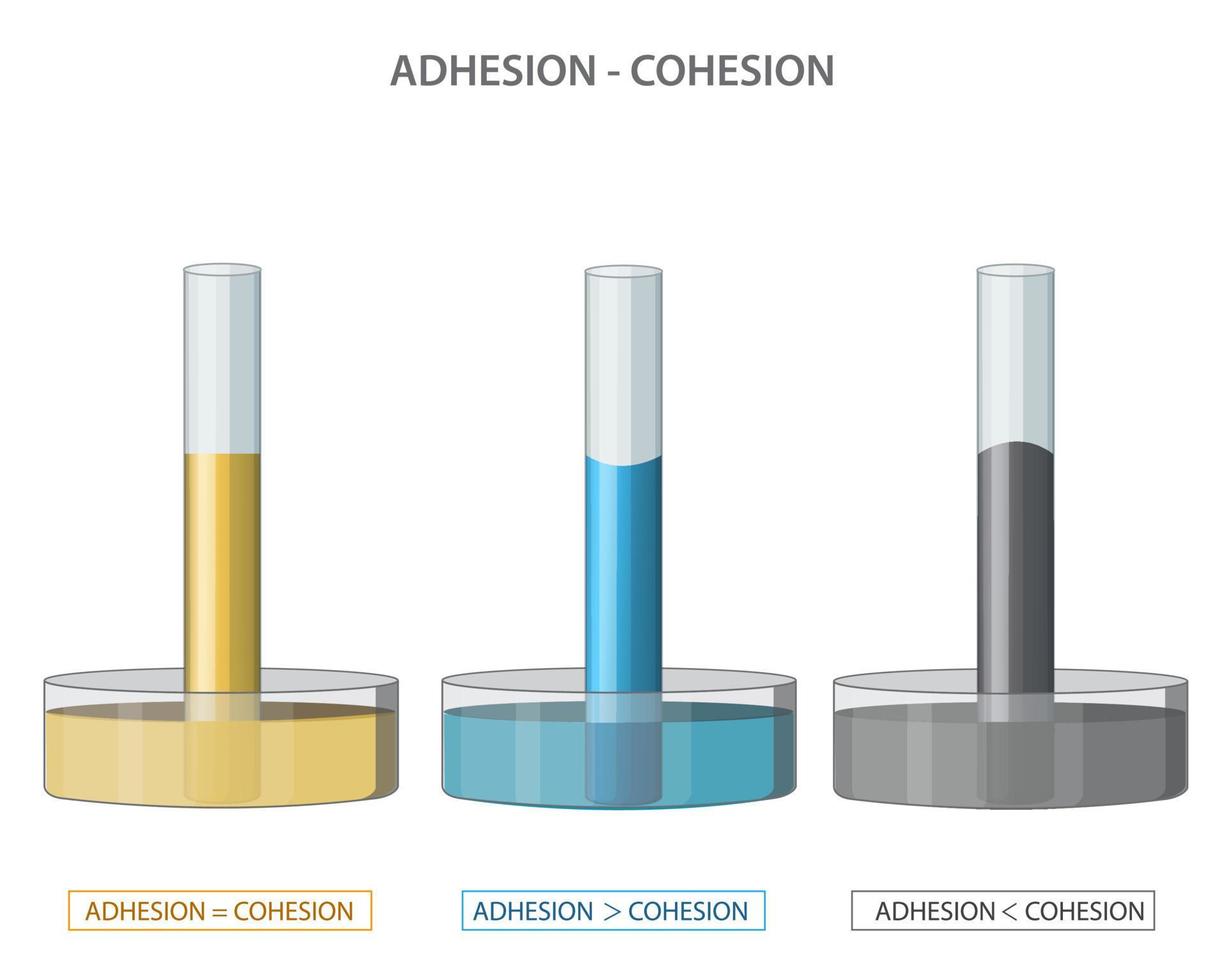 Adhesion and cohesion of water and capillary action in physical science ... Adhesion and cohesion of water and capillary action in physical science ...