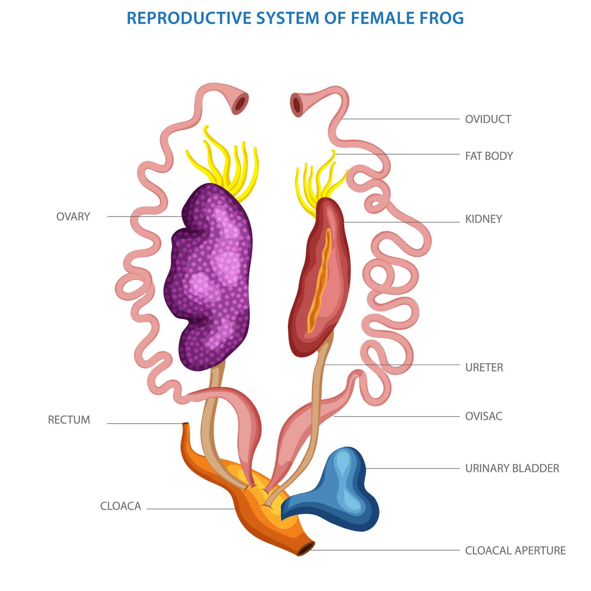 Reproductive System Of Female Frog 21669893 Vector Art At Vecteezy Reproductive System Of Female Frog 21669893 Vector Art At Vecteezy